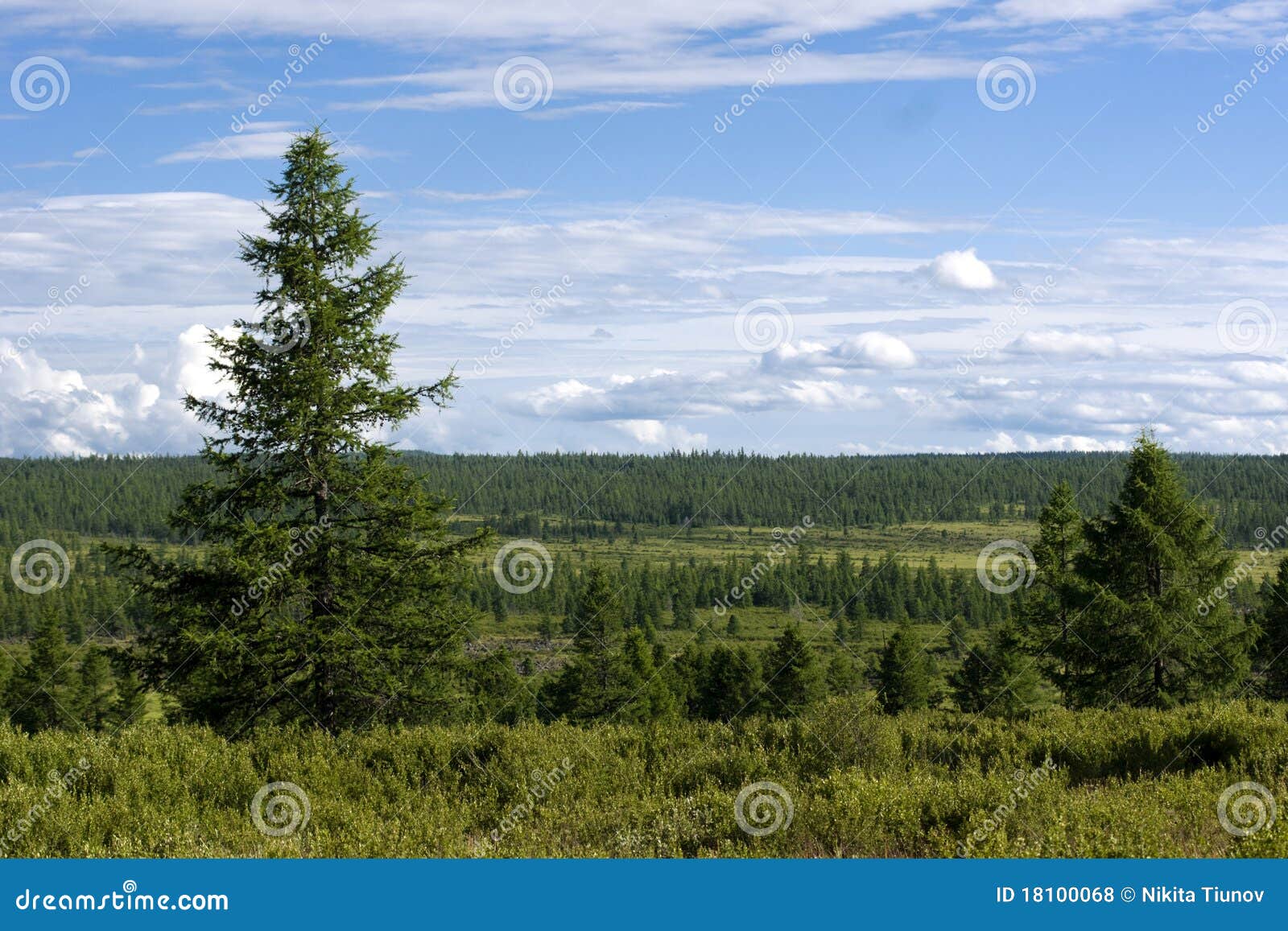 Siberian landscape stock photo. Image of taiga, shrubs - 18100068
