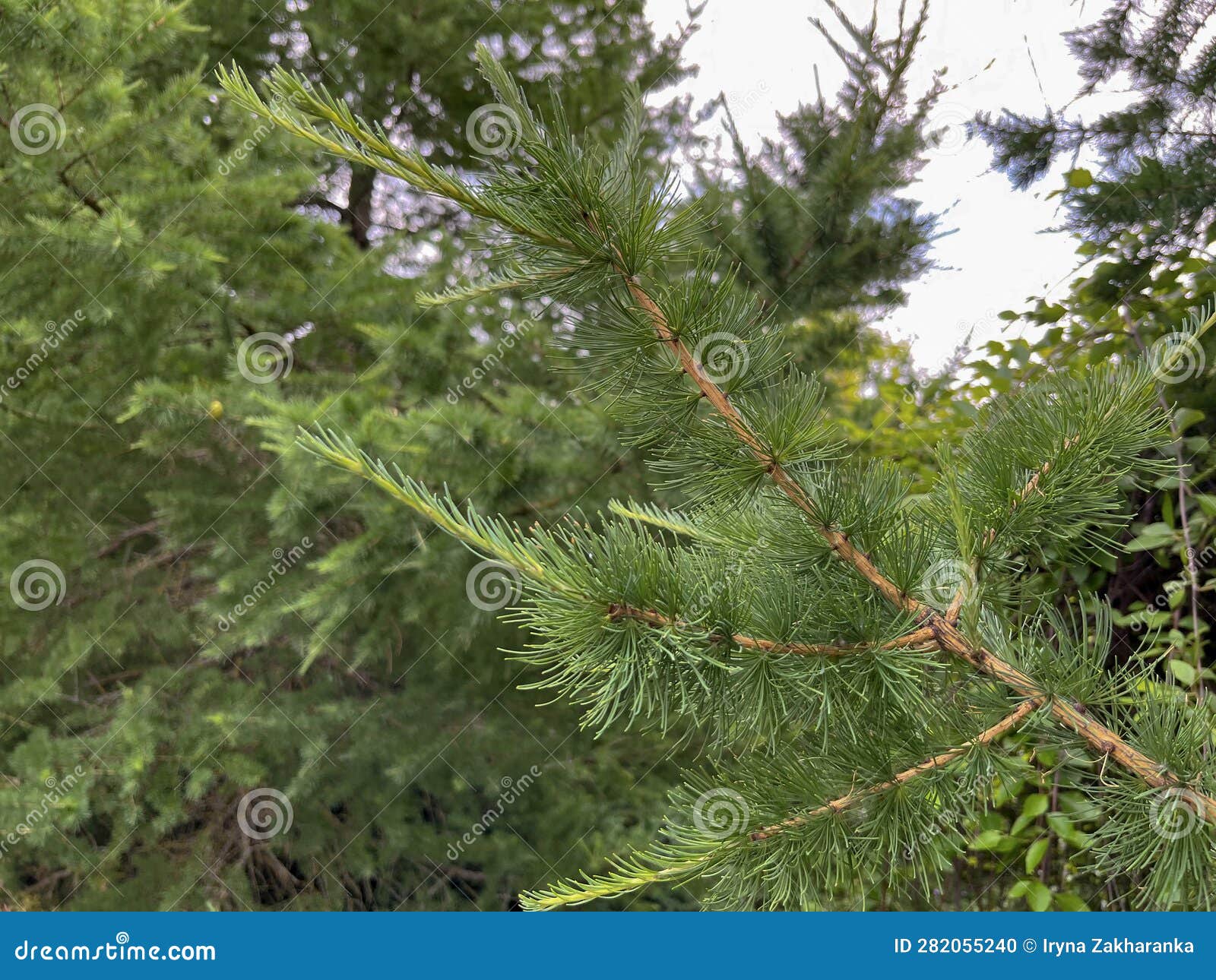 Siberian Larch Branch in Summer in the Park Stock Photo - Image of ...