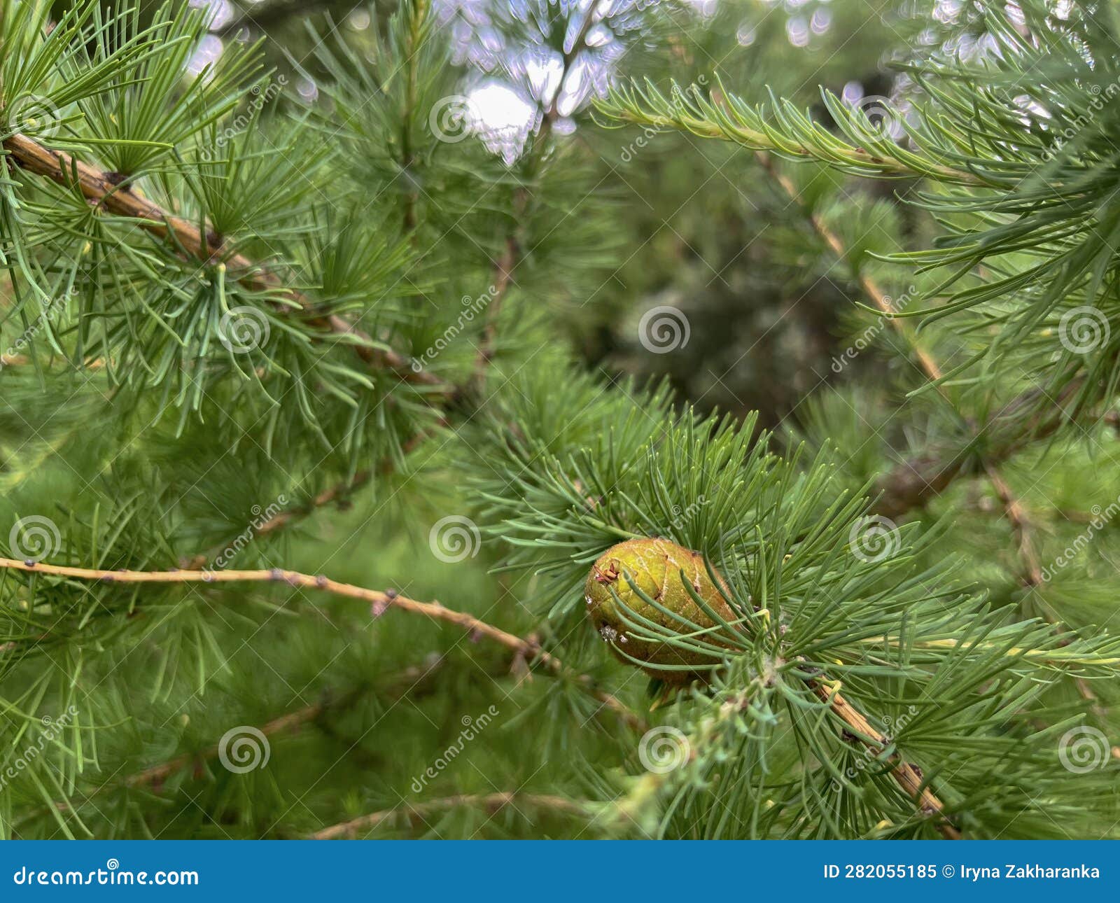Siberian Larch Branch in Summer in the Park Stock Image - Image of twig ...