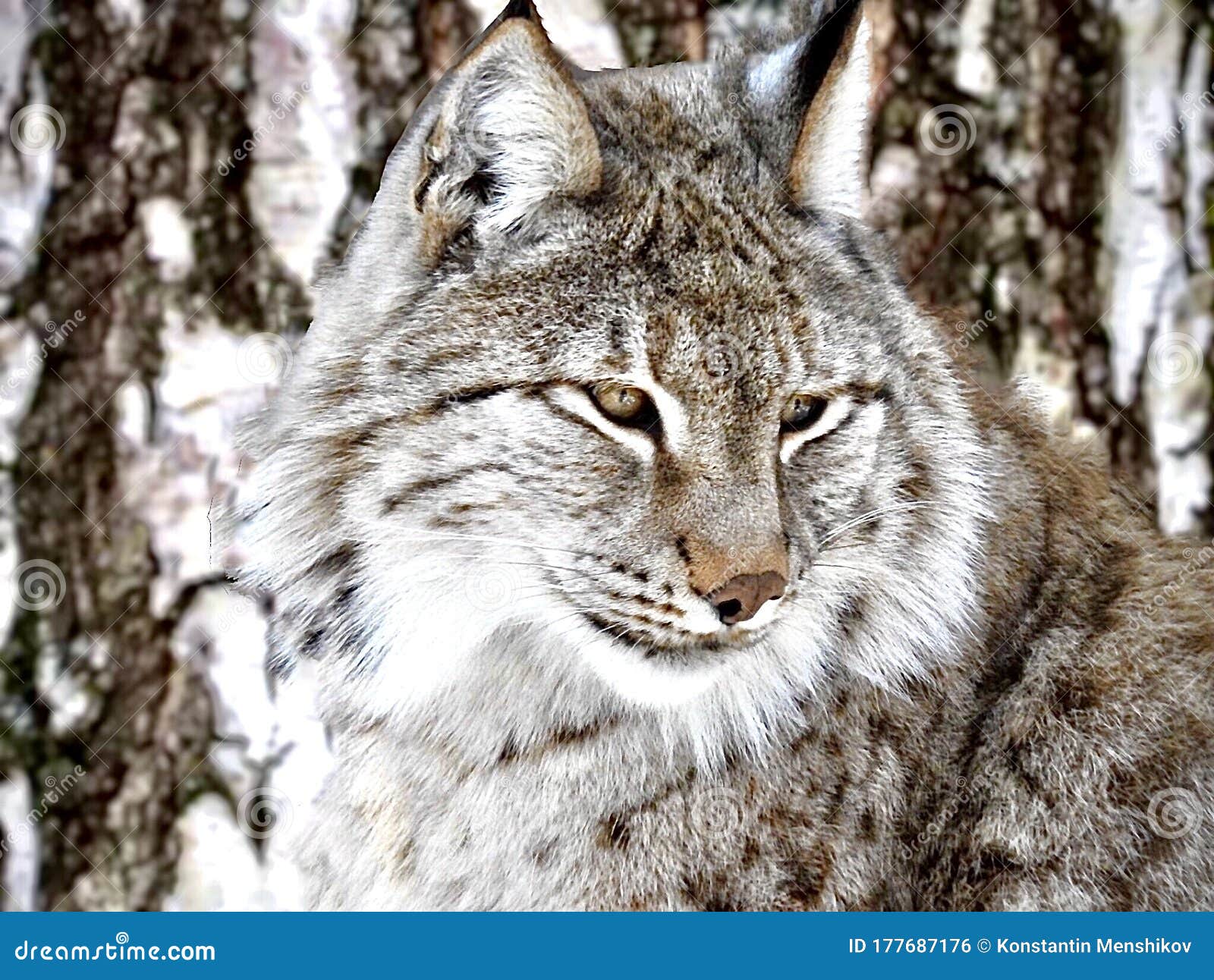 The Siberian lynx. stock photo. Image of view, siberian - 177687176