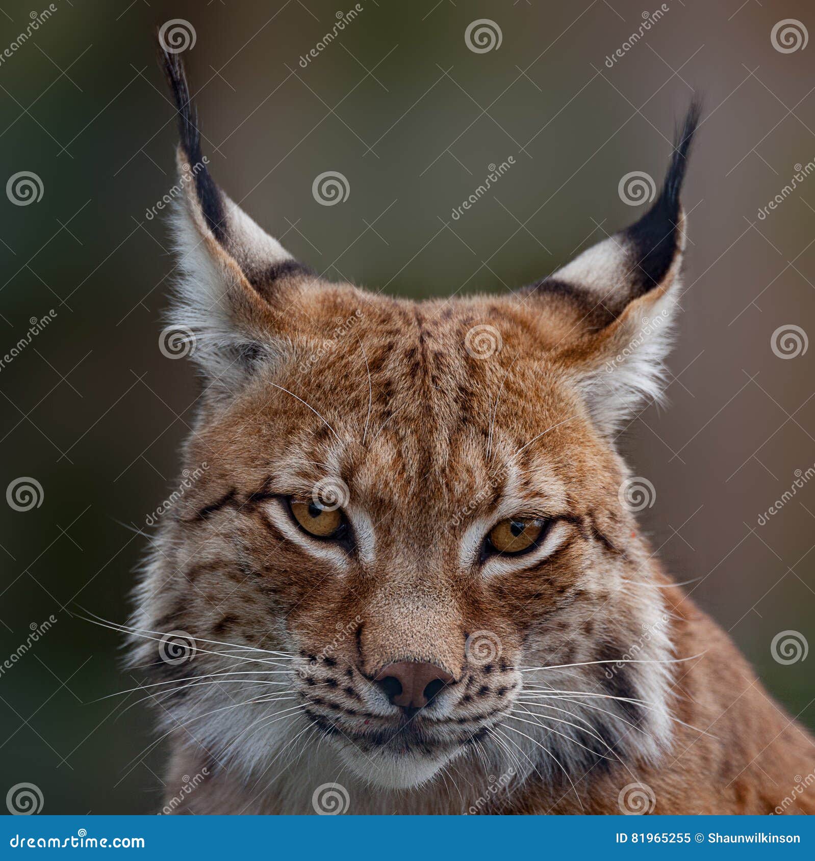 Siberian lynx stock image. Image of mammal, lynx, natural - 81965255