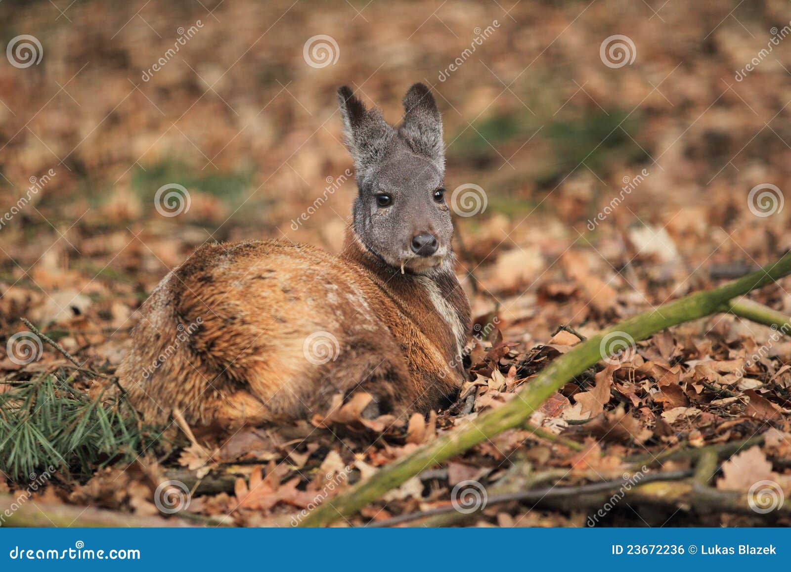 Baby Musk Deer