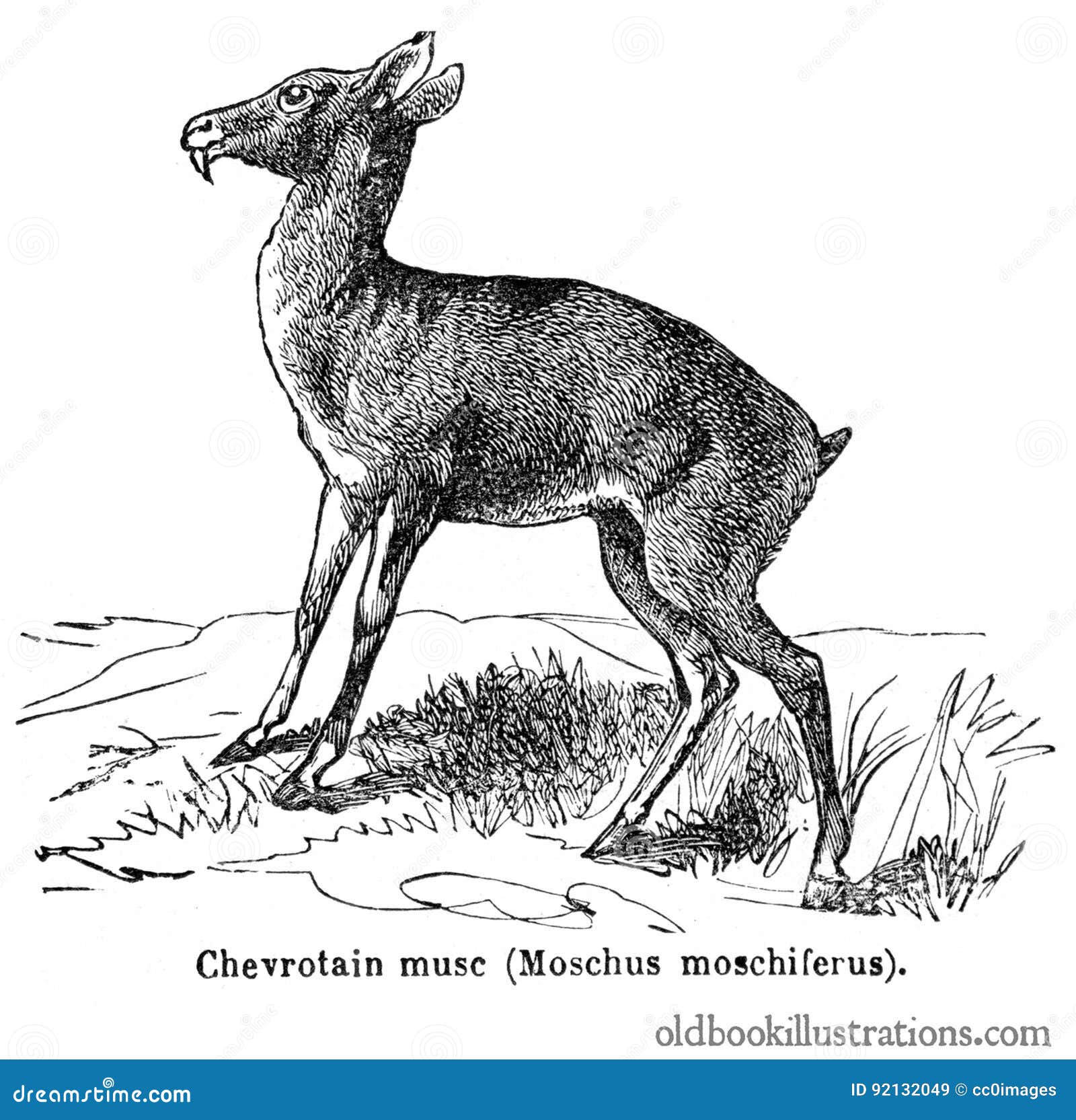 Siberian Musk Deer Picture. Image: 92132049