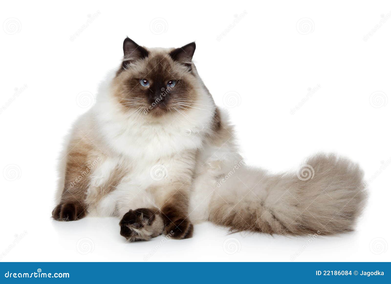 SIberian Neva Masquerade Kitten With Beautiful Blue Eyes Sitting ...