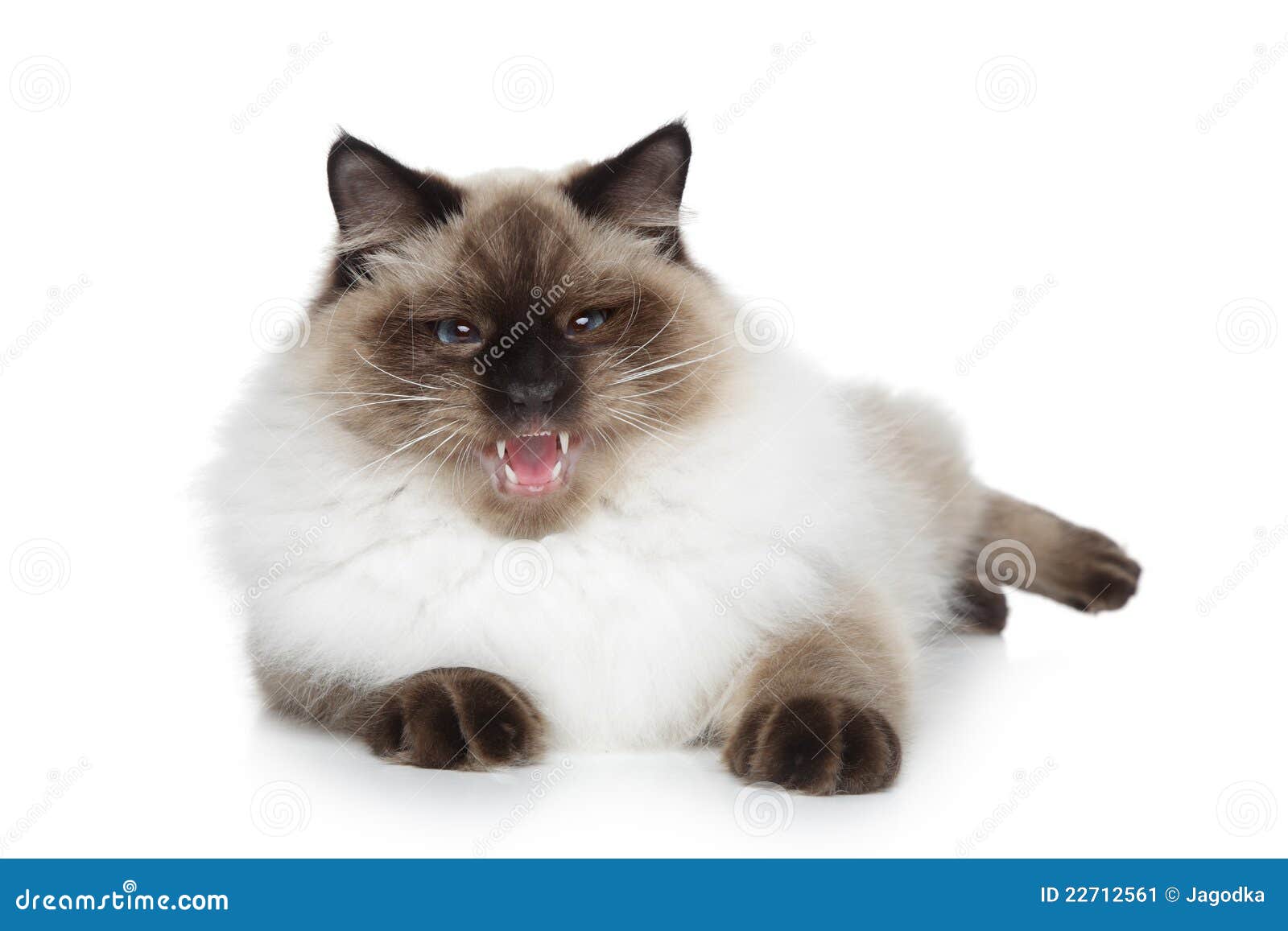 SIberian Neva Masquerade Kitten With Beautiful Blue Eyes Sitting ...