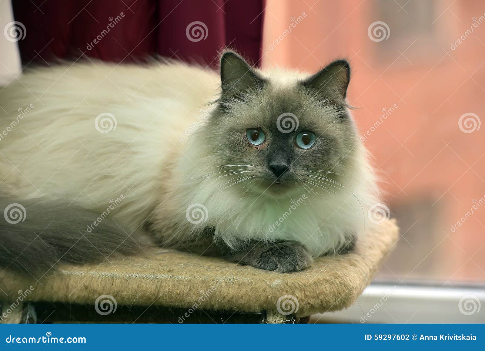 Siberian Neva Masquerade Cat Stock Photo - Image of neva, animals: 59297602