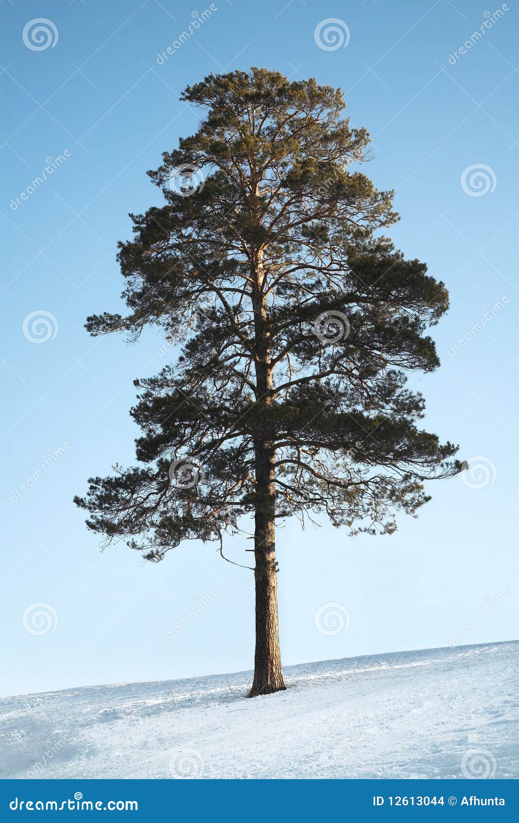 The Siberian pine stock photo. Image of nature, object - 12613044