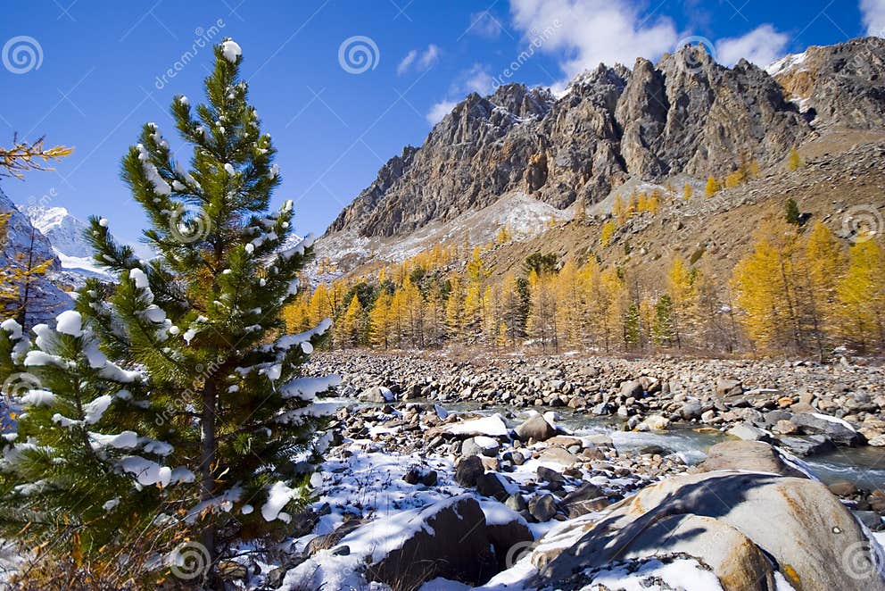Siberian pine stock photo. Image of firs, autumn, alpine - 3596620