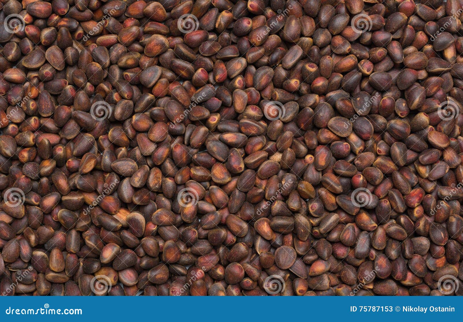 Siberian pine nuts texture stock image. Image of cone - 75787153
