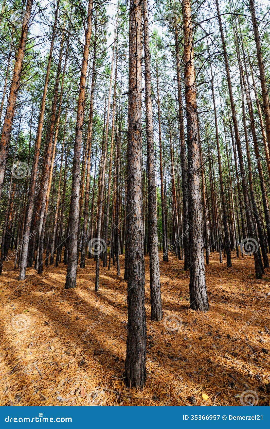 Siberian Pine Tree Forest Royalty Free Stock Photography - Image: 35366957