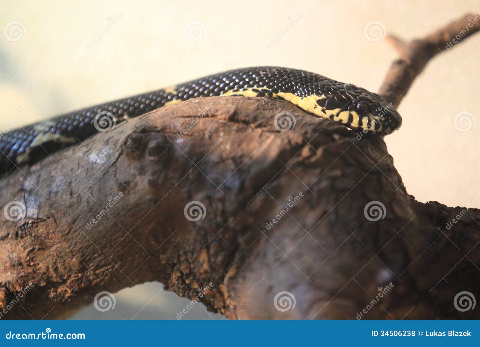 Siberian rat snake stock photo. Image of water, nature - 34506238