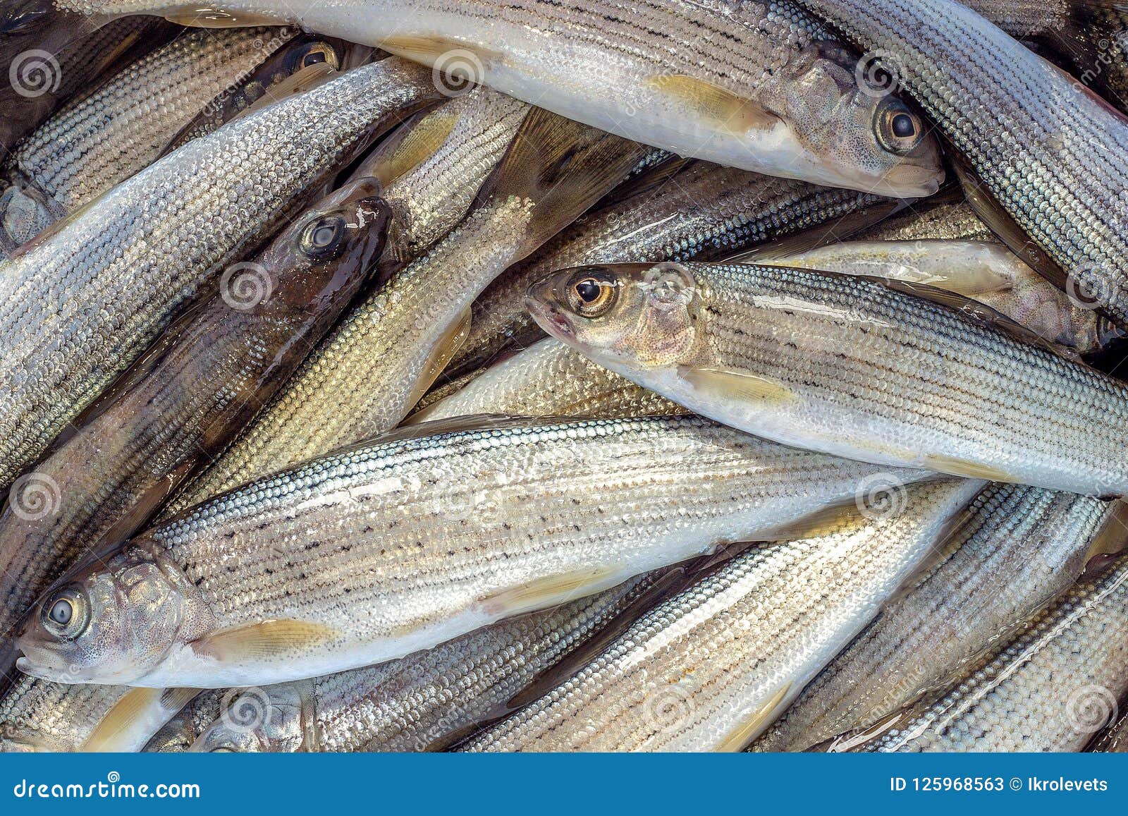 Siberian River Grayling Close-up Stock Image - Image of freshness ...