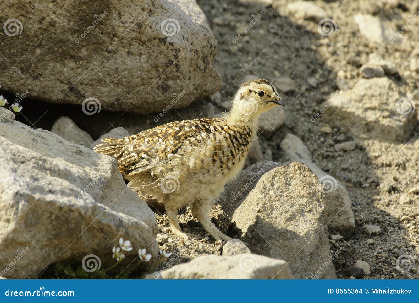Siberian Rock Ptarmigan (Lagopus Mutus). Stock Photo - Image of nature ...