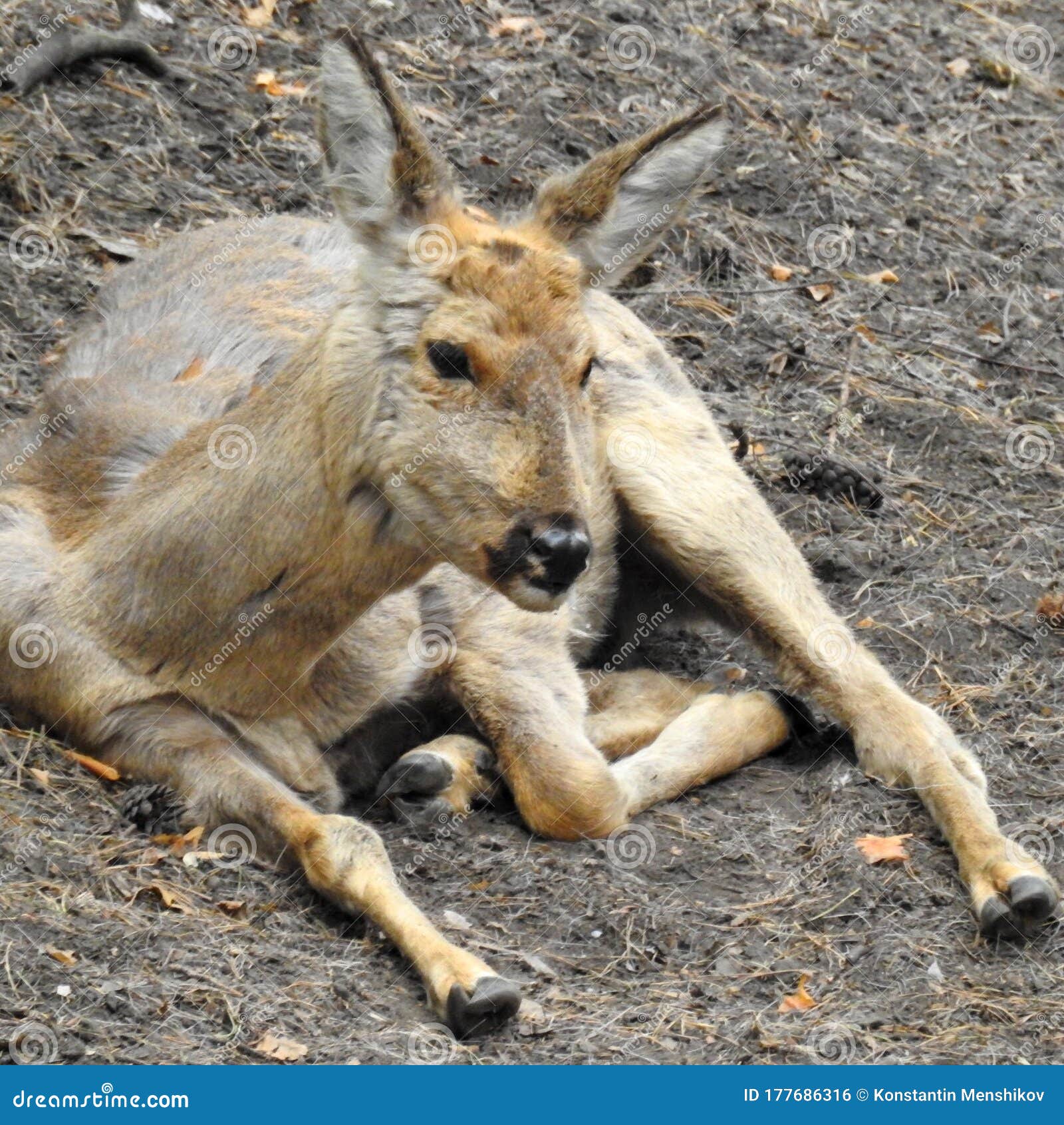 Siberian roe deer. stock photo. Image of animal, siberian - 177686316