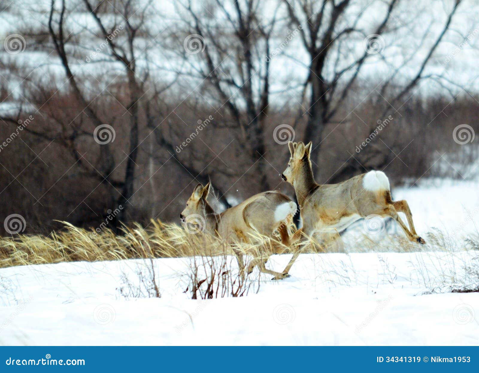 Siberian roe deers stock image. Image of bushes, wood - 34341319