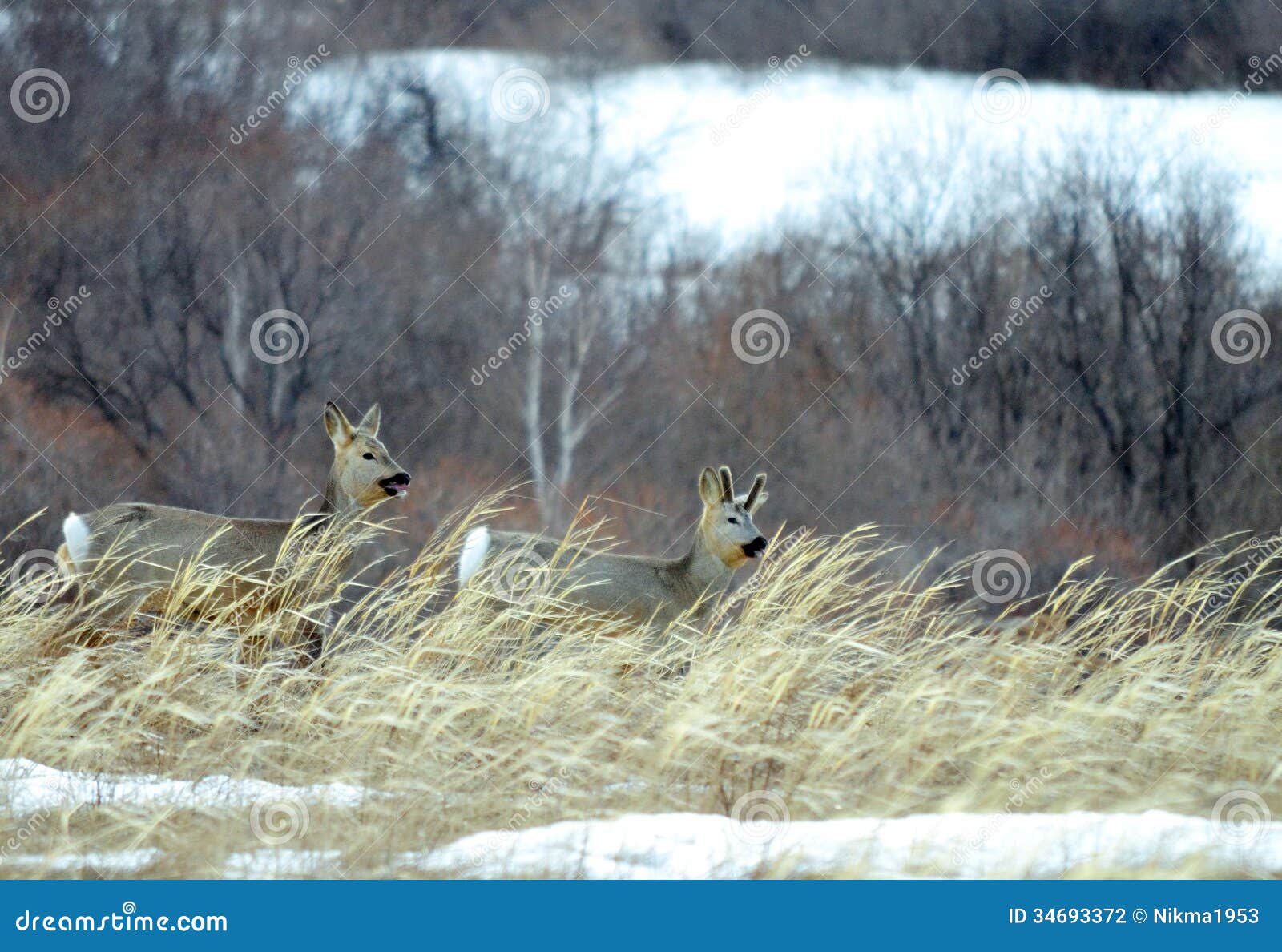 Siberian roe deers stock photo. Image of forest, white - 34693372