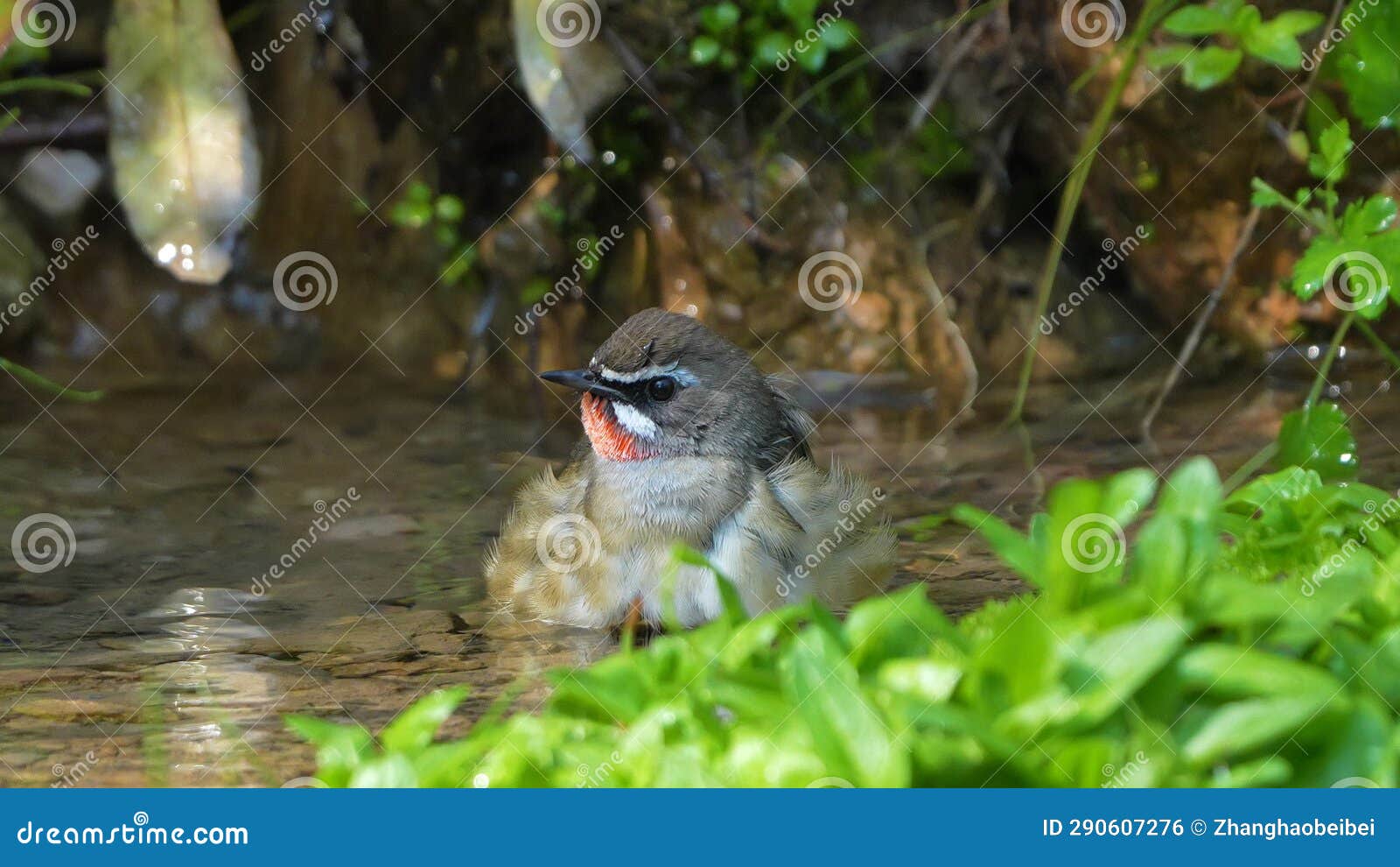 Siberian Rubythroat stock photo. Image of siberian, wild - 290607276