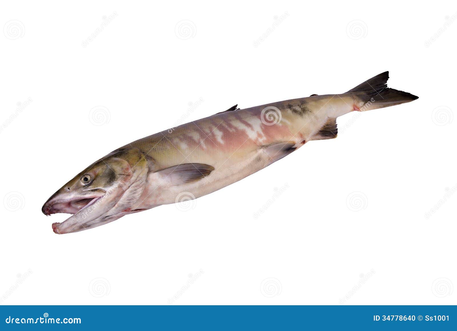 Siberian salmon stock photo. Image of background, eating - 34778640