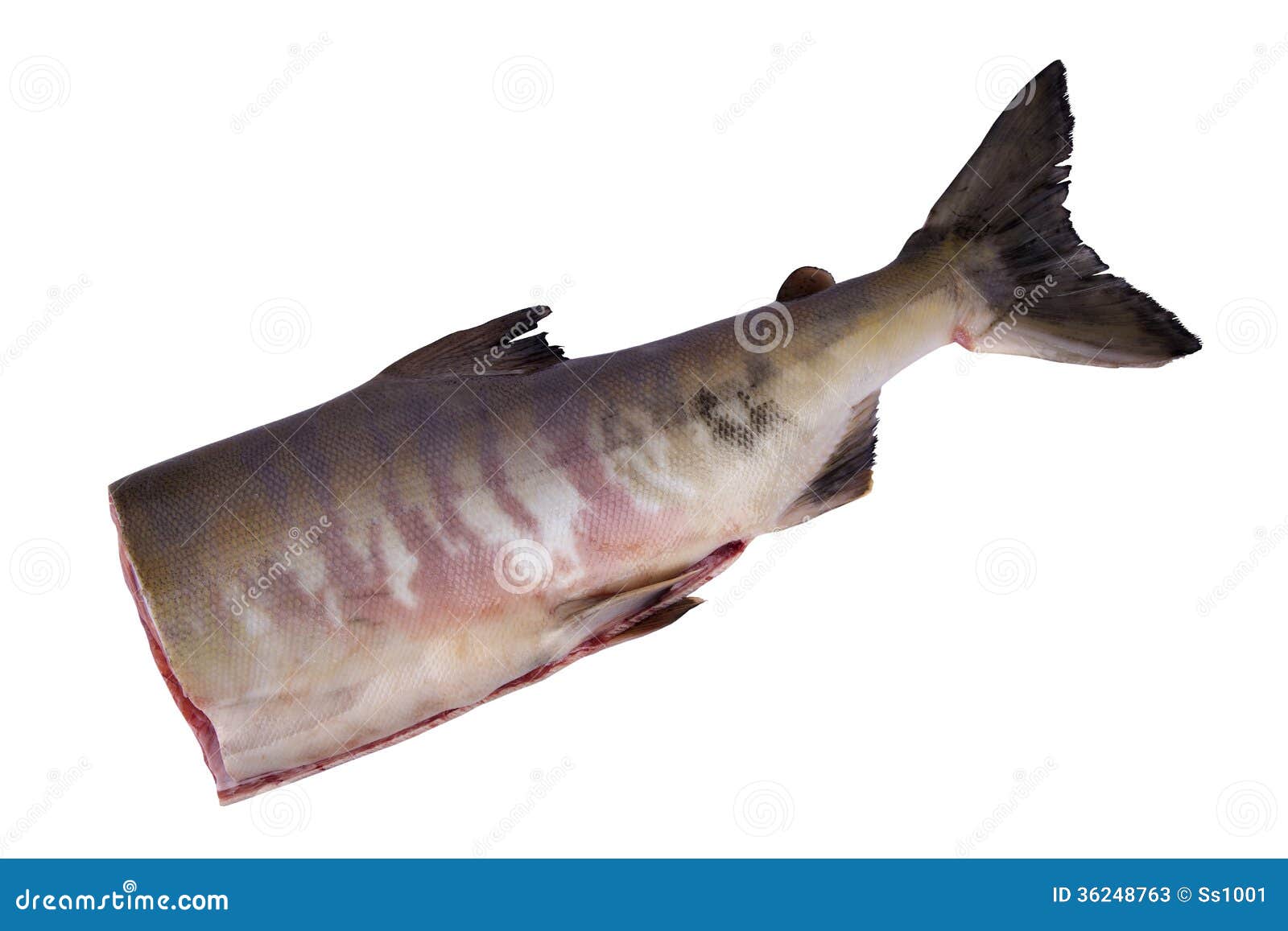 Siberian salmon stock image. Image of freshness, hunchback - 36248763
