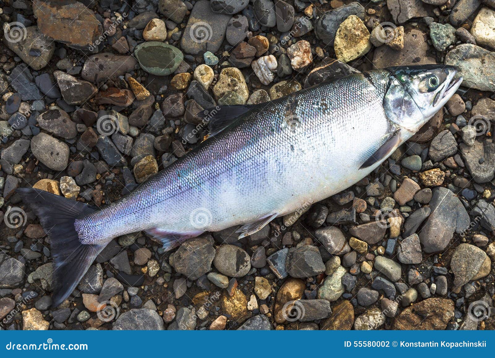 Siberian Salmon Fish on the Stones Shore Stock Photo - Image of omega ...