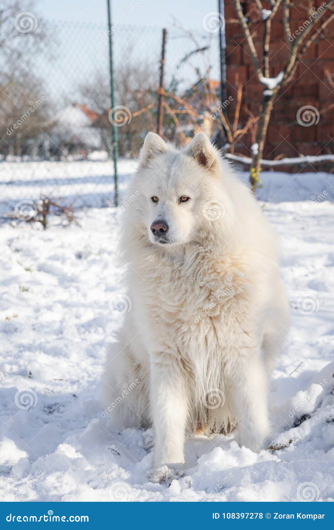 Siberian Samoyed Dog in the Snow Stock Photo - Image of field, wild ...