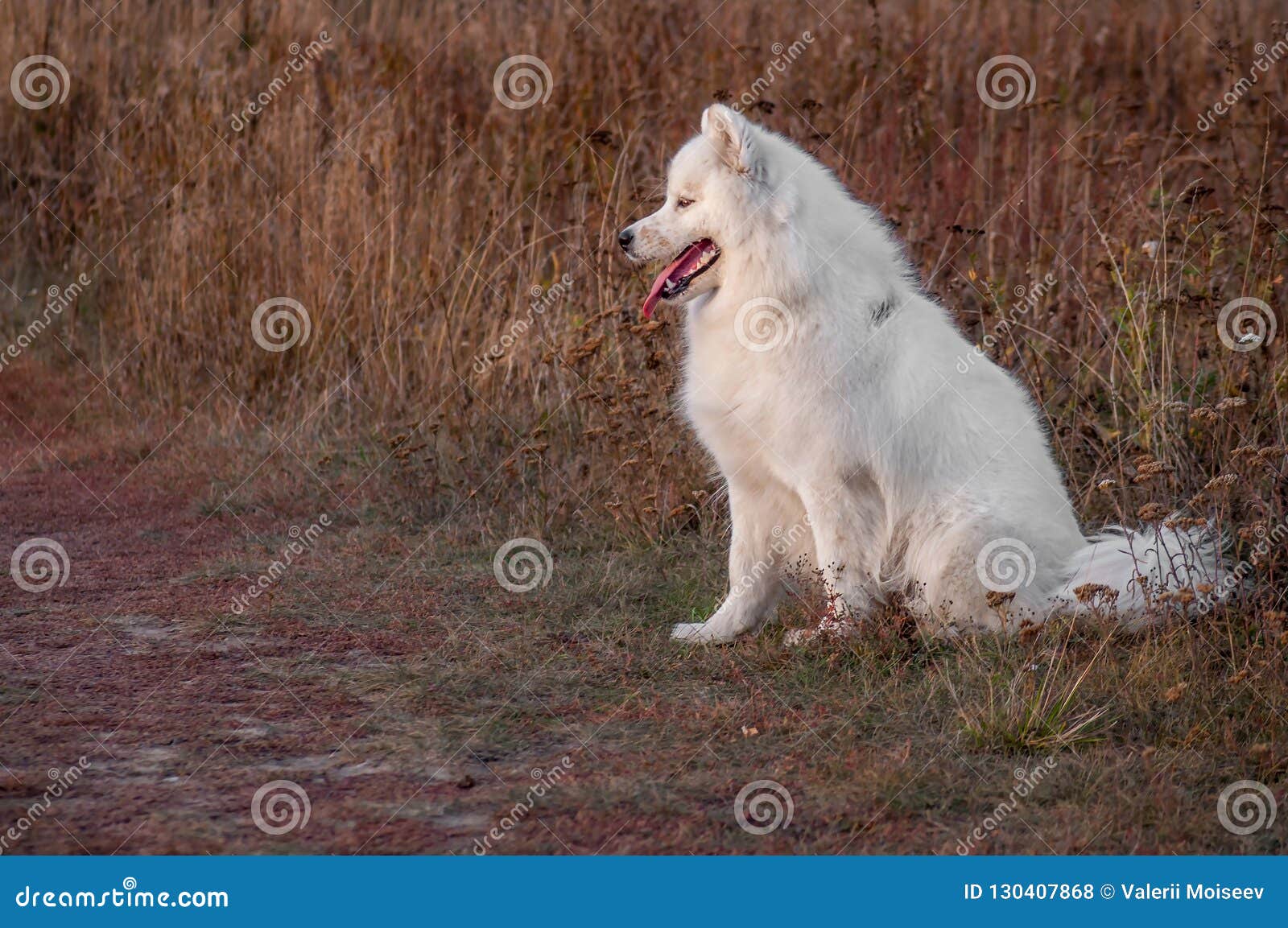 Siberian Samoyed Husky in Park on Autumn Sunset Stock Photo - Image of ...