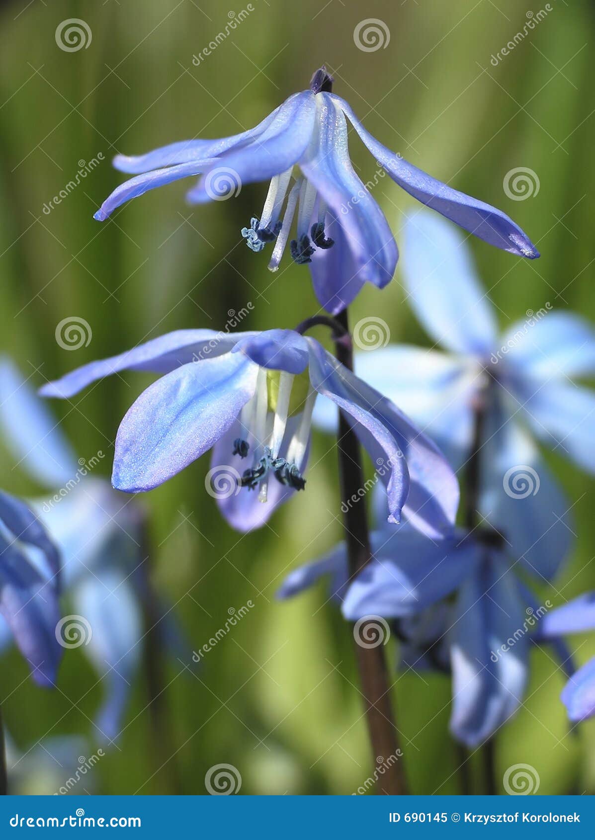 Siberian squill stock image. Image of small, beatiful, scilla - 690145