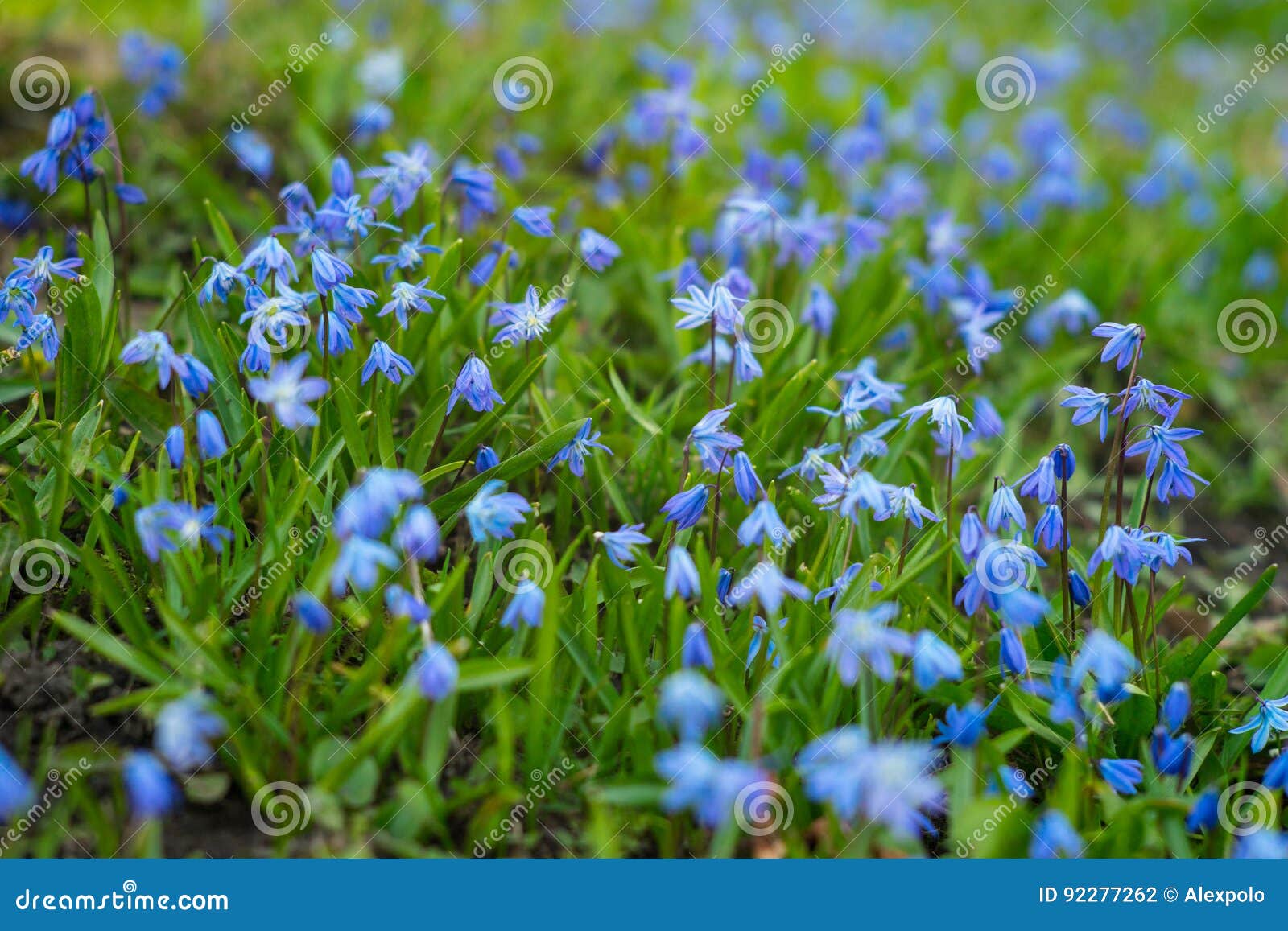 Siberian Squill Flowers, Springtime Background Stock Photo - Image of ...