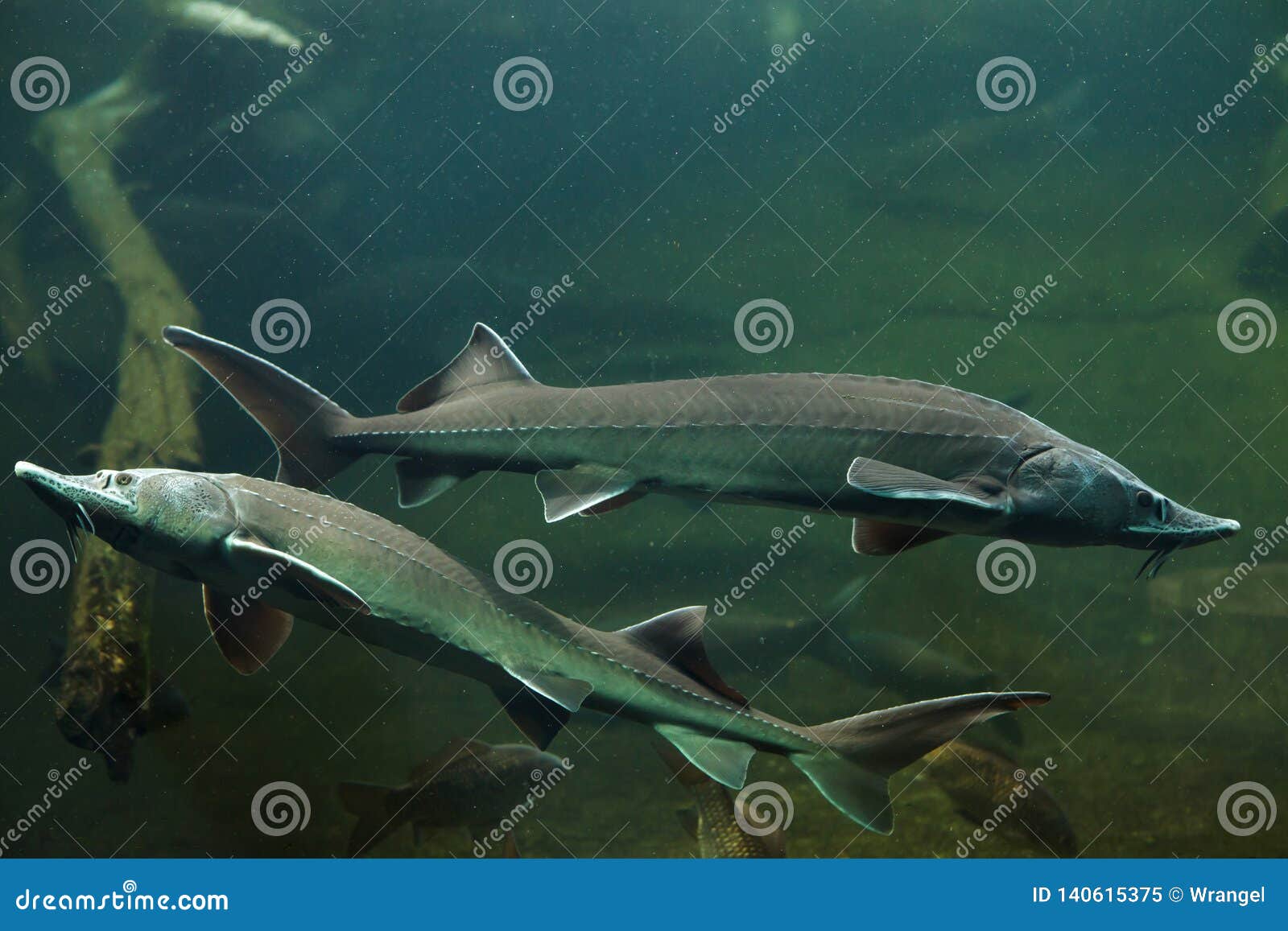 Siberian Sturgeon Acipenser Baerii Stock Image - Image of siberia ...