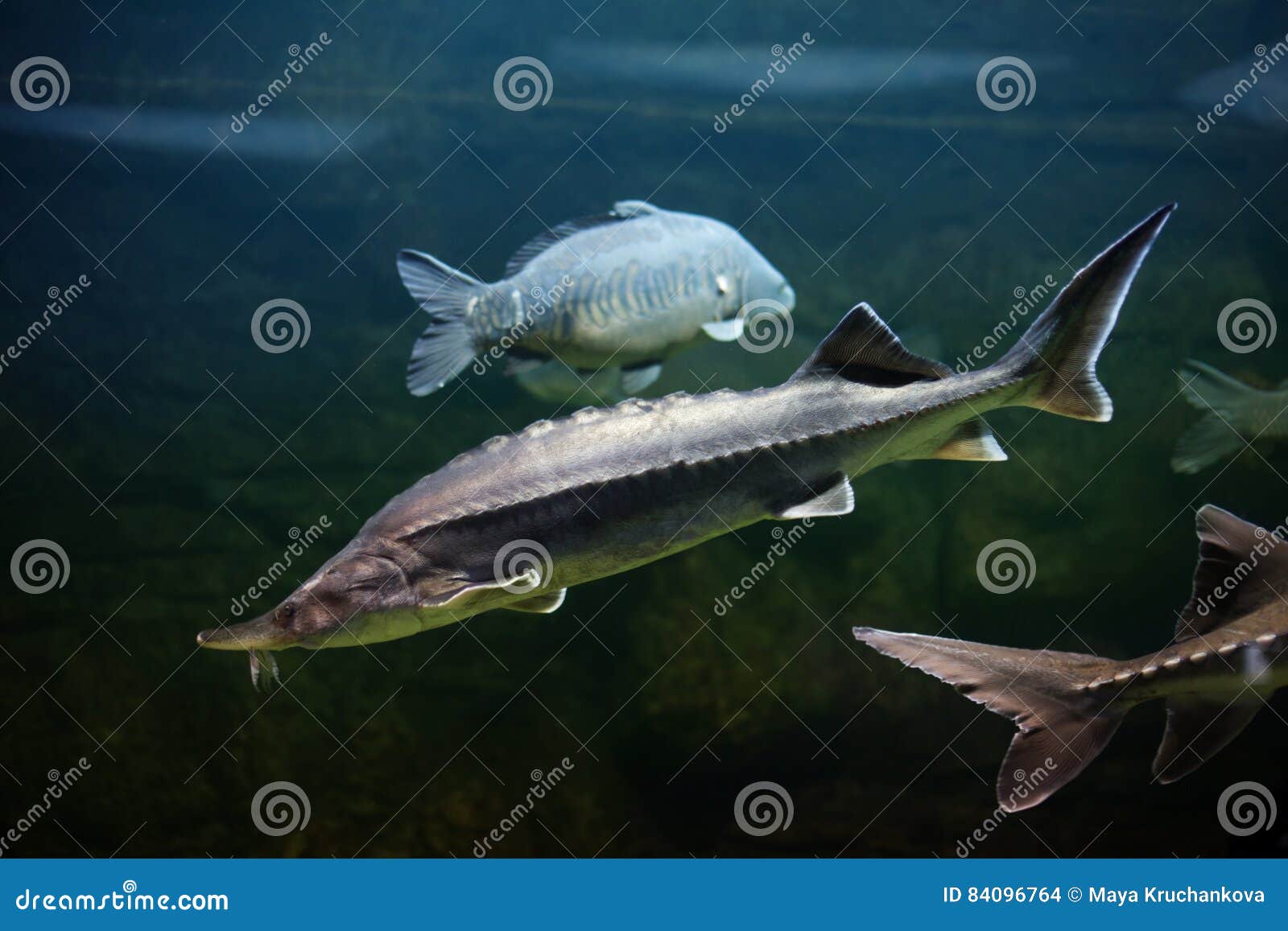 Siberian Sturgeon Acipenser Baerii Stock Photo - Image of angara, fish ...