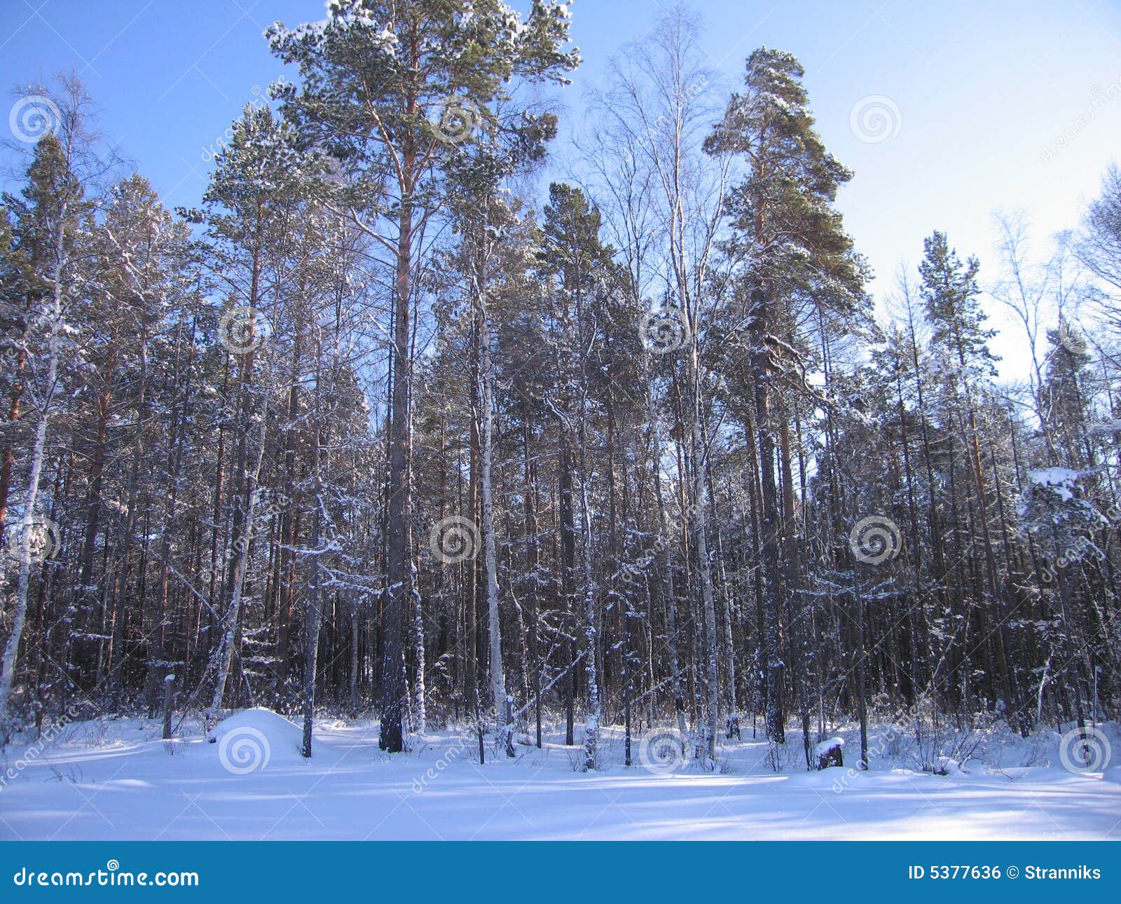 The Siberian taiga stock photo. Image of birch, tree, eastern - 5377636
