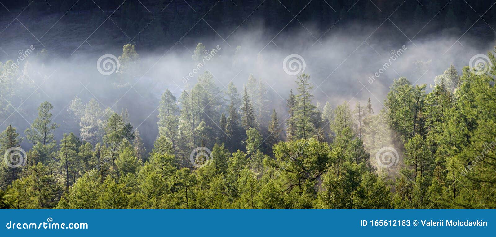 Siberian Taiga, Fog in the Valley Stock Image - Image of outdoor ...