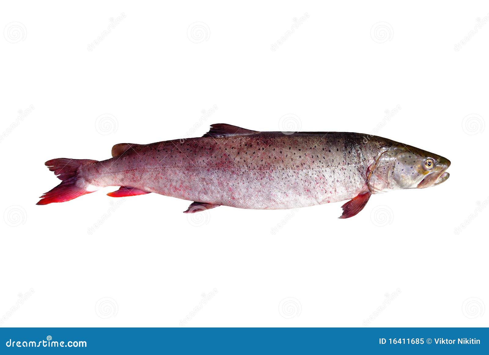 Siberian Taimen or River Salmon Stock Image - Image of freshwater ...