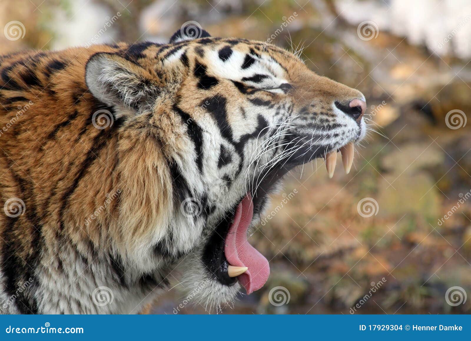 Siberian tiger 02 stock photo. Image of russia, power - 17929304