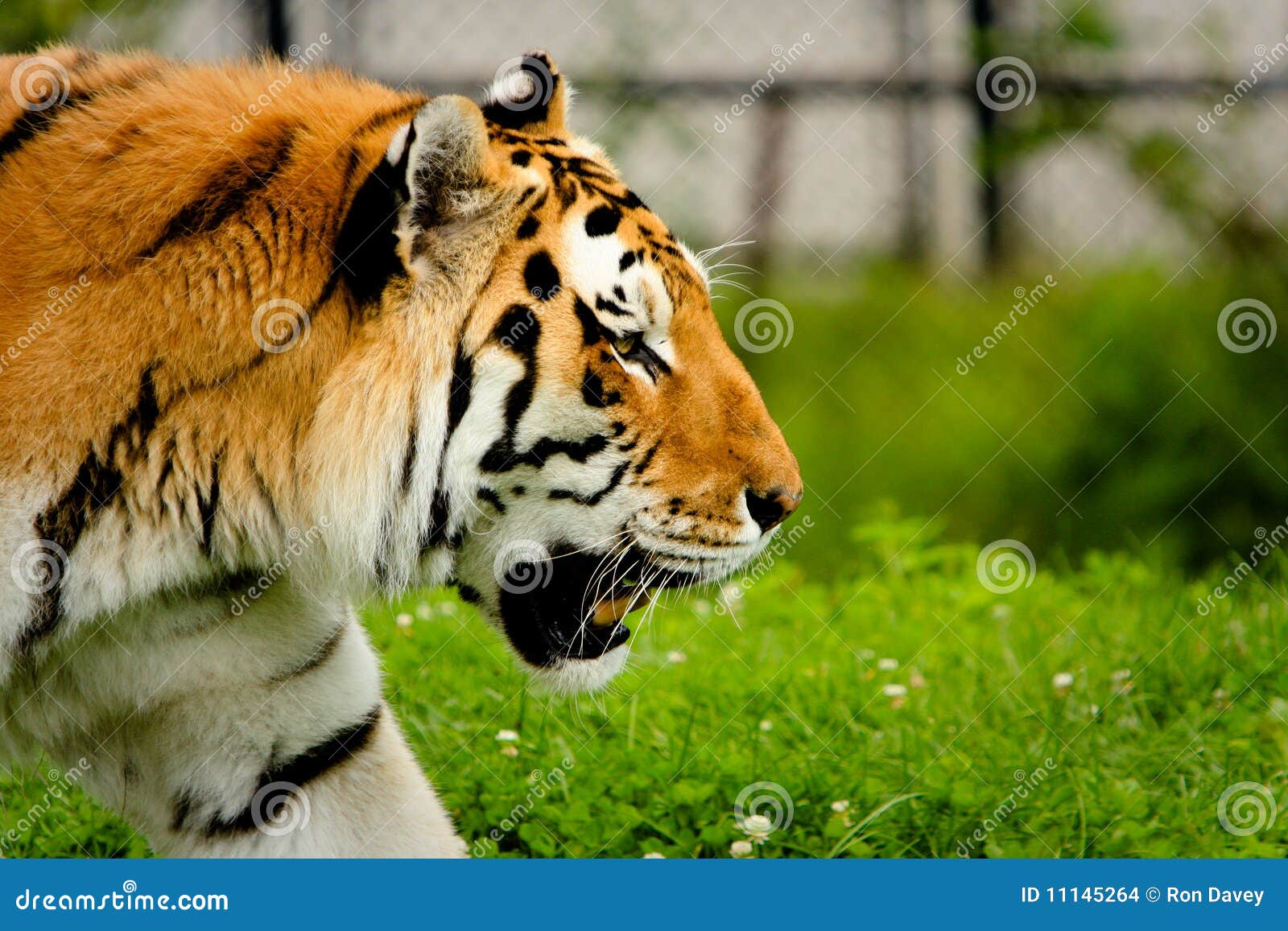 Siberian Tiger stock photo. Image of wildlife, tiger - 11145264