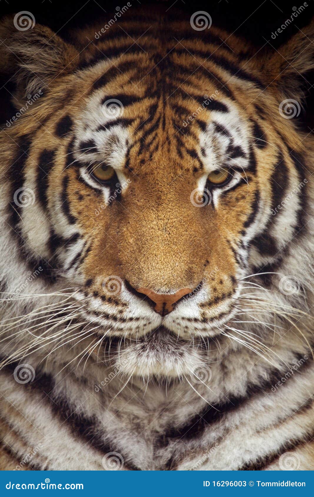 Siberian Tiger stock image. Image of species, wildlife - 16296003