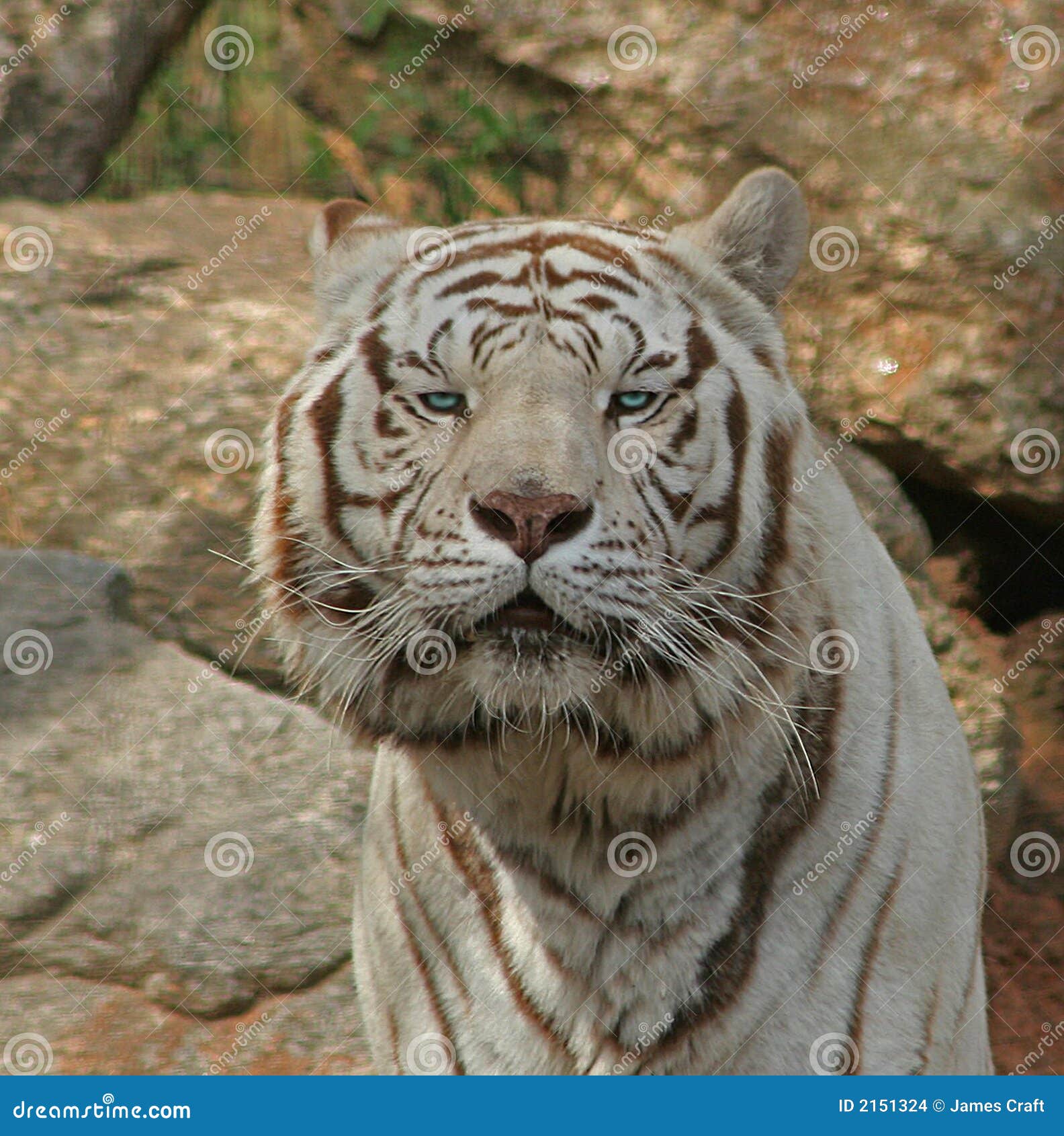 Siberian Tiger stock photo. Image of tiger, fierce, majestic - 2151324