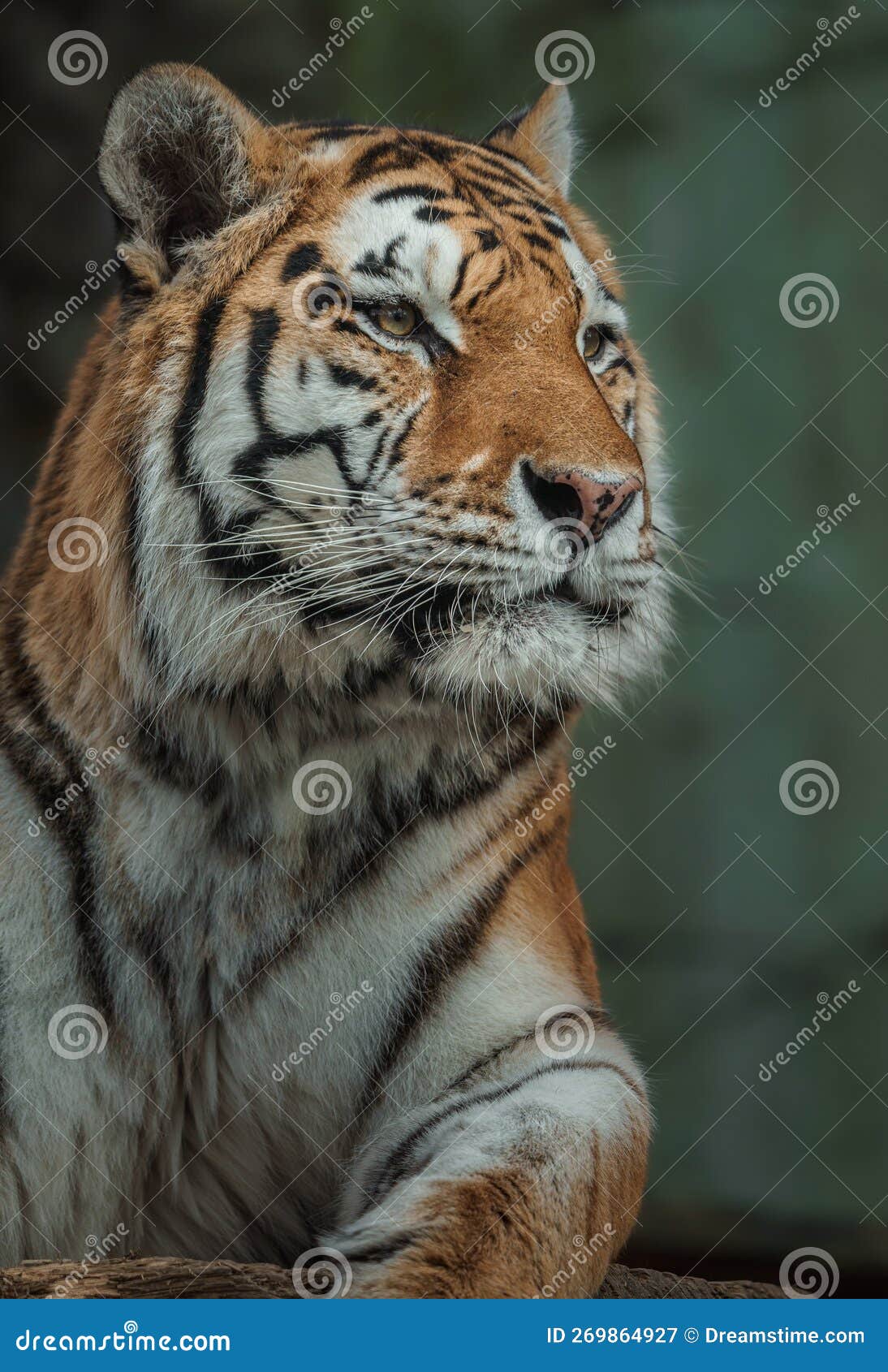 Siberian tiger stock image. Image of action, brown, aggresive - 269864927