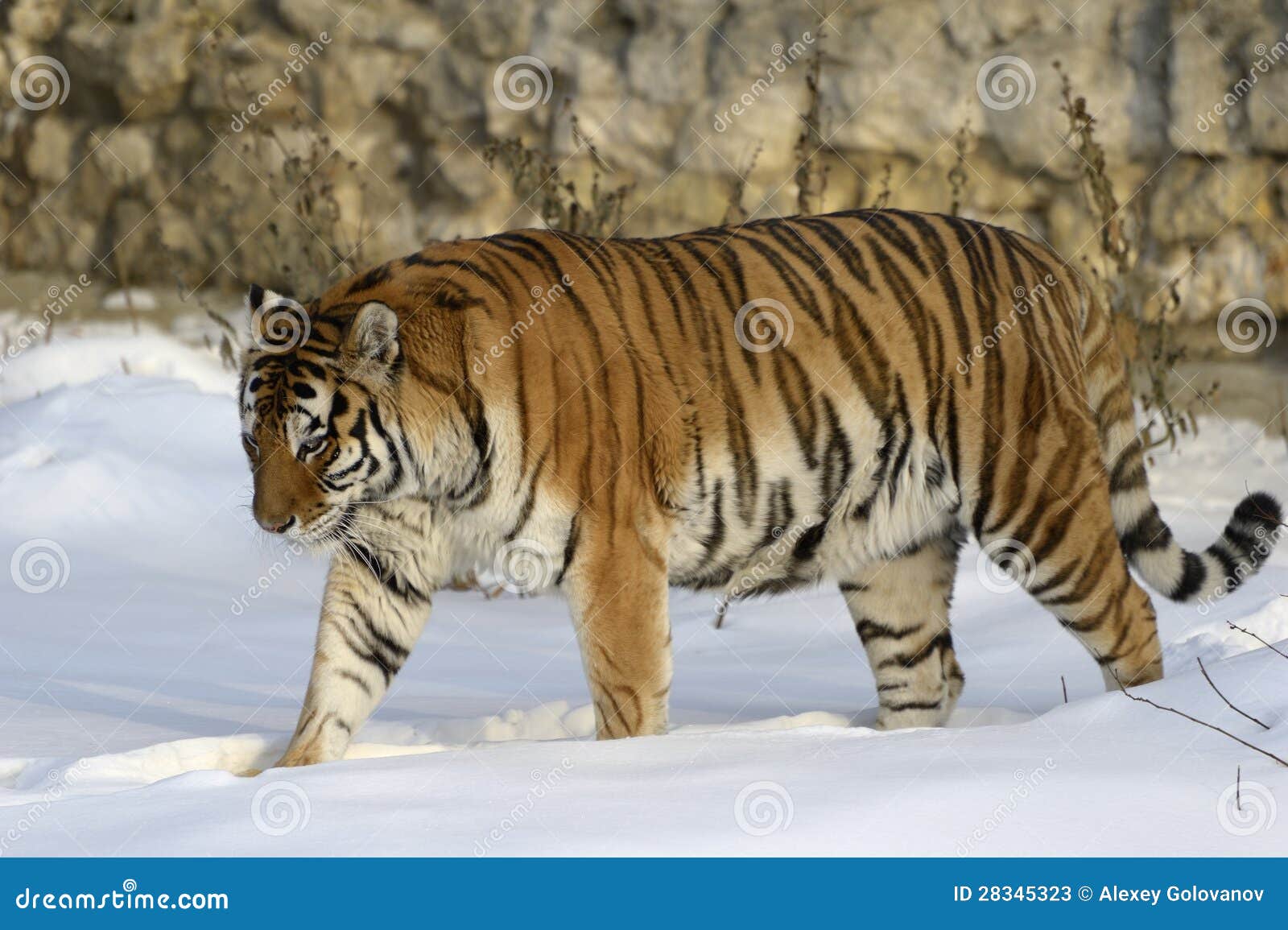 Siberian Tiger stock image. Image of russia, trail, felled - 28345323