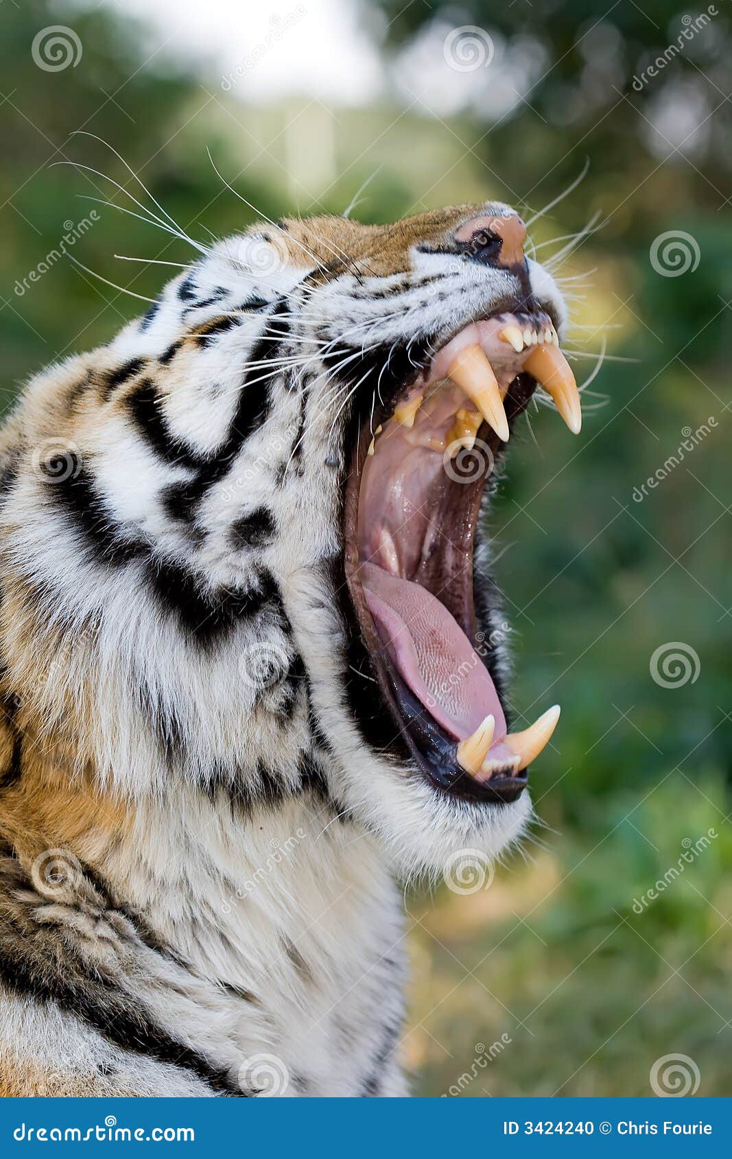 Siberian Tiger stock photo. Image of tooth, mouth, whiskers - 3424240