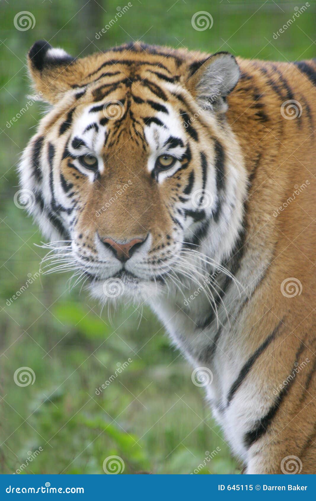 Siberian Tiger stock image. Image of ears, coat, asia, extinction - 645115