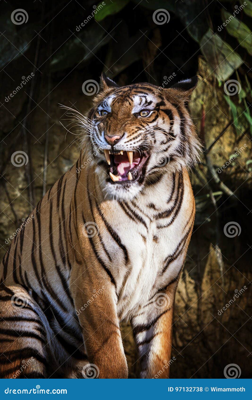 Siberian Tiger in Action of Growl Stock Photo - Image of panthera ...