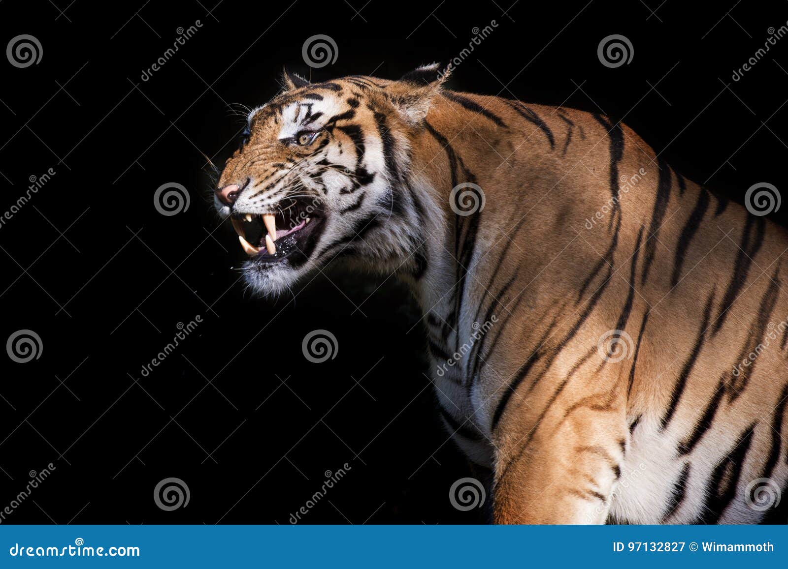 Siberian Tiger in Action of Growl Stock Image - Image of bengal, growl ...