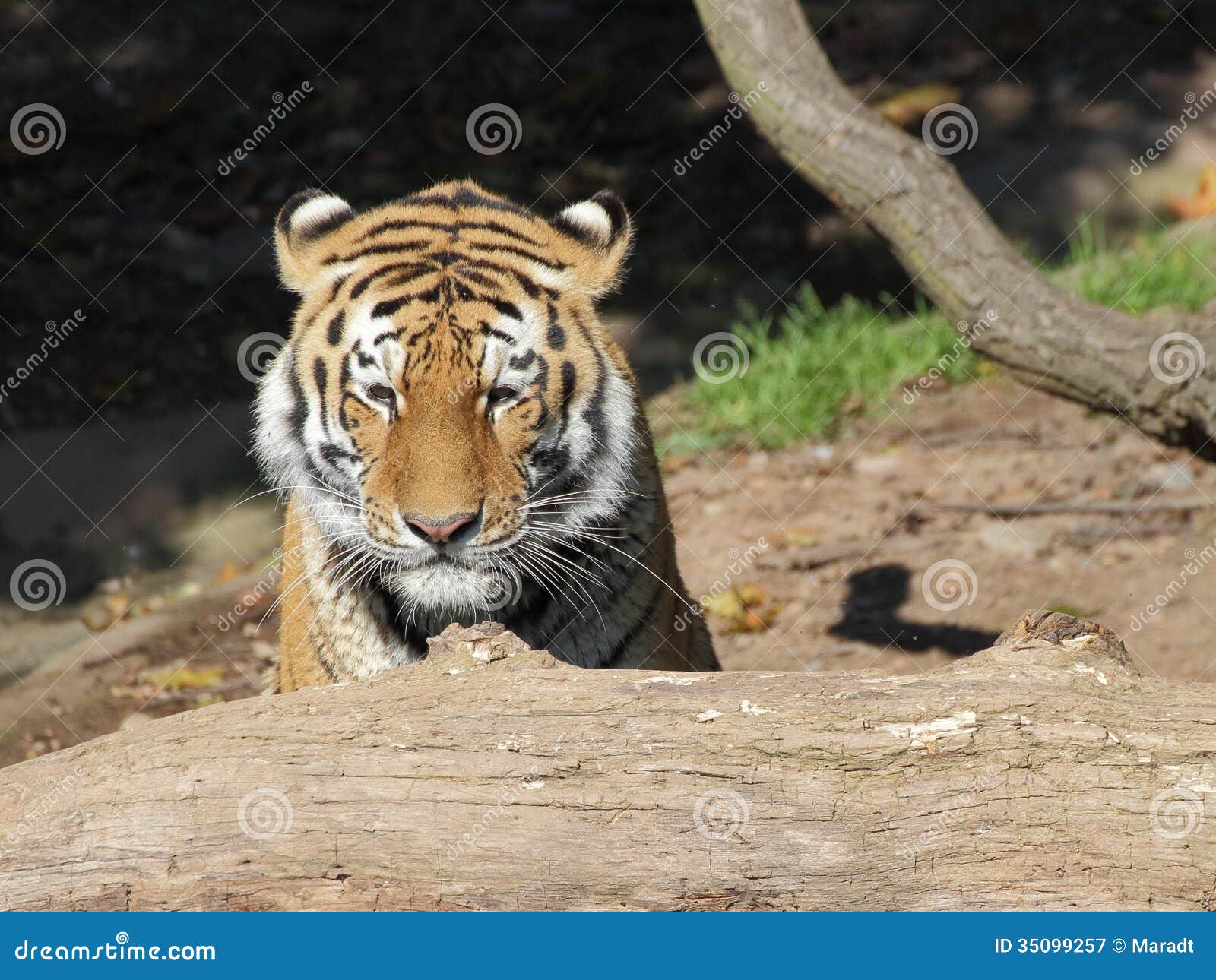 Siberian Tiger Behind Tree Trunk Stock Image - Image of predator, front ...
