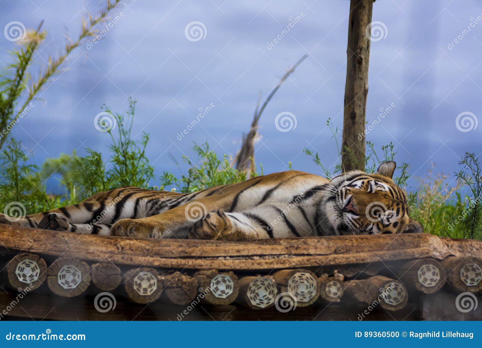 Siberian tiger stock photo. Image of majestic, animals - 89360500
