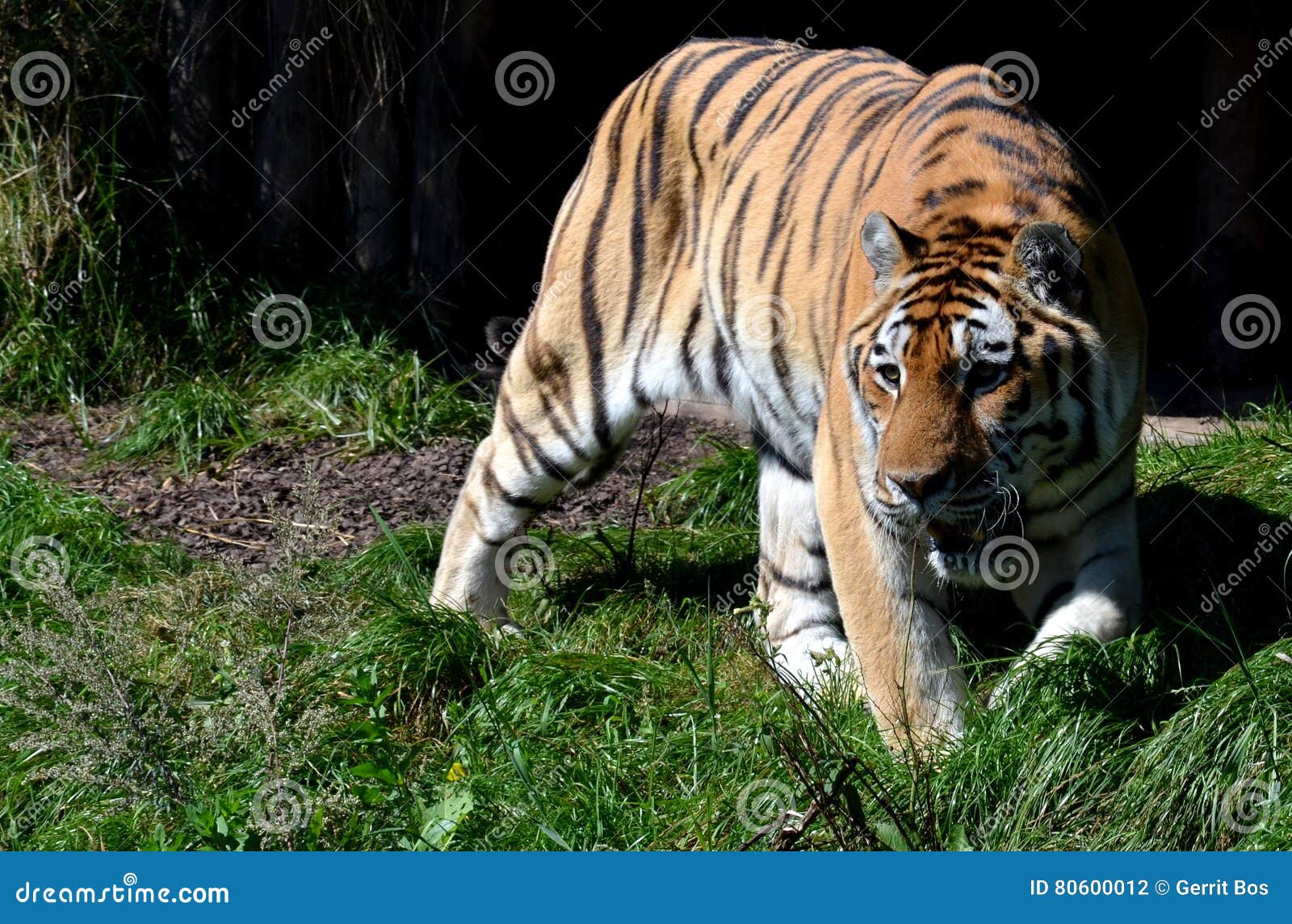 Siberian Tiger Panthera Tigris Altaica Editorial Image | CartoonDealer ...