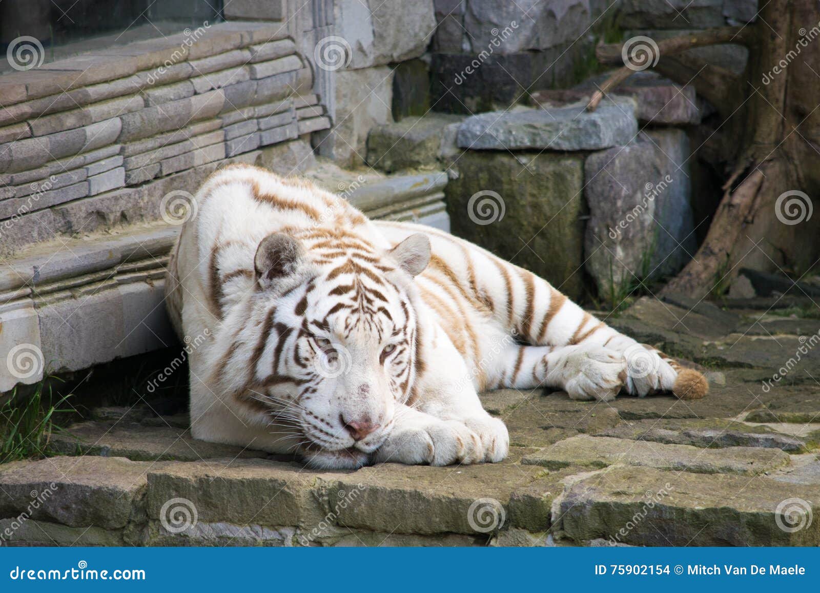 Siberian tiger stock photo. Image of beatiful, enjoying - 75902154