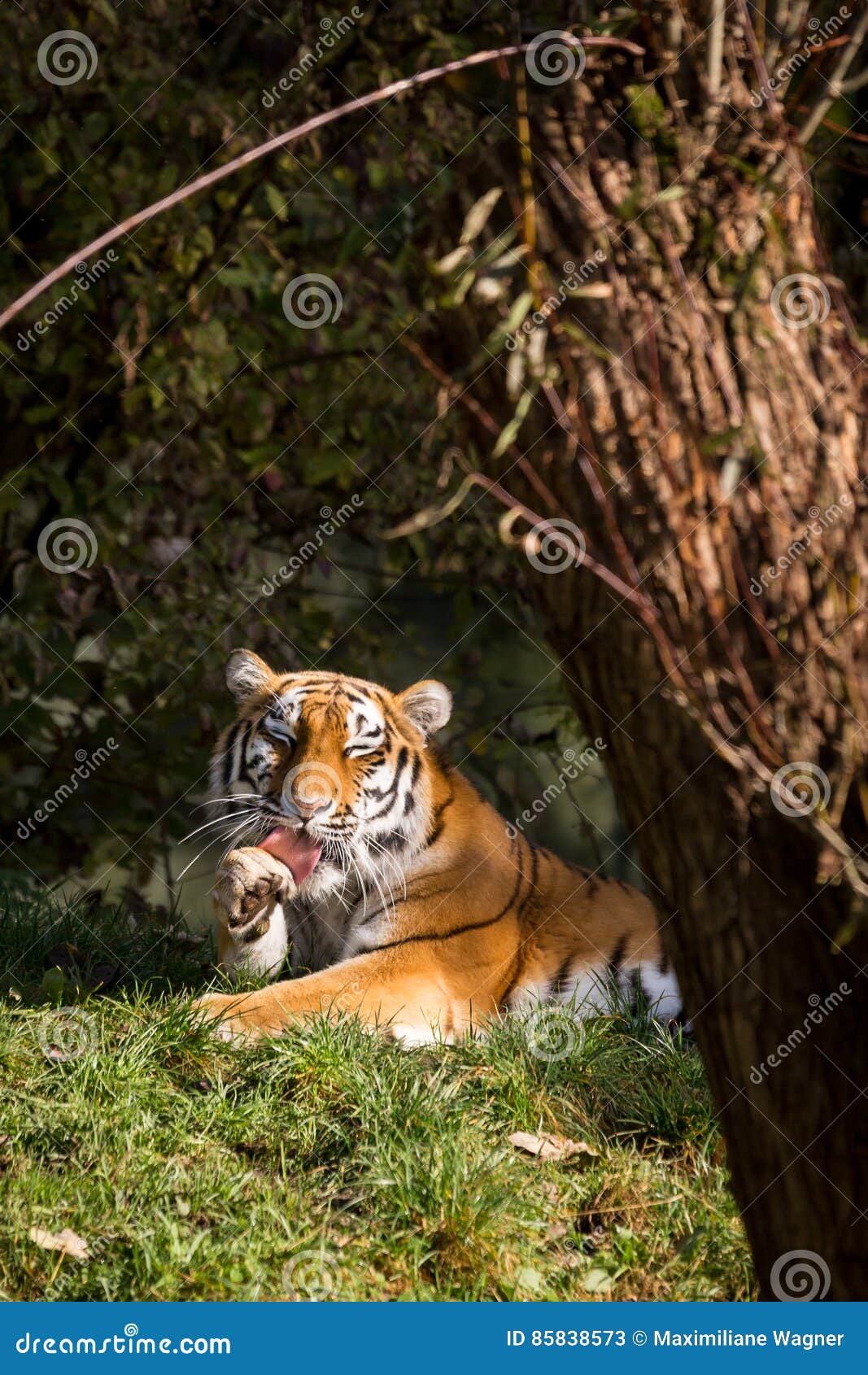 Siberian Tiger Cleaning His Face and Paws Stock Image - Image of eyes ...