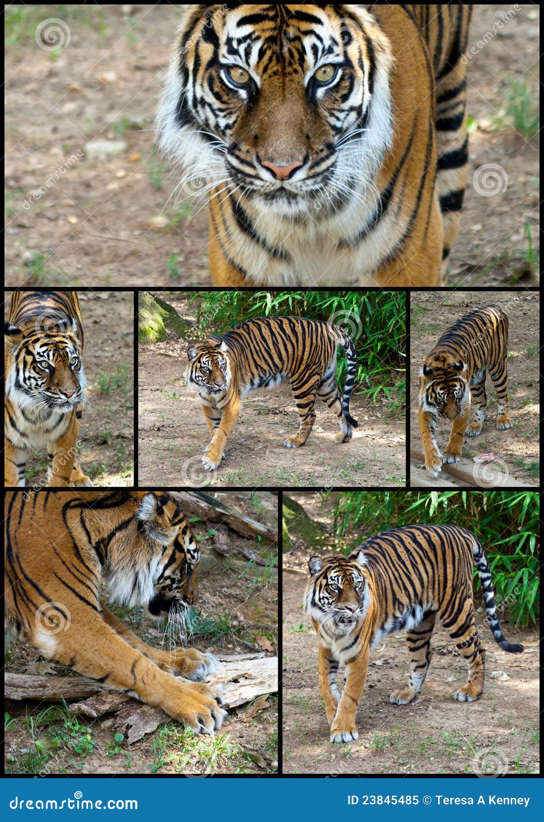 Siberian Tiger Collage Set stock image. Image of striped - 23845485