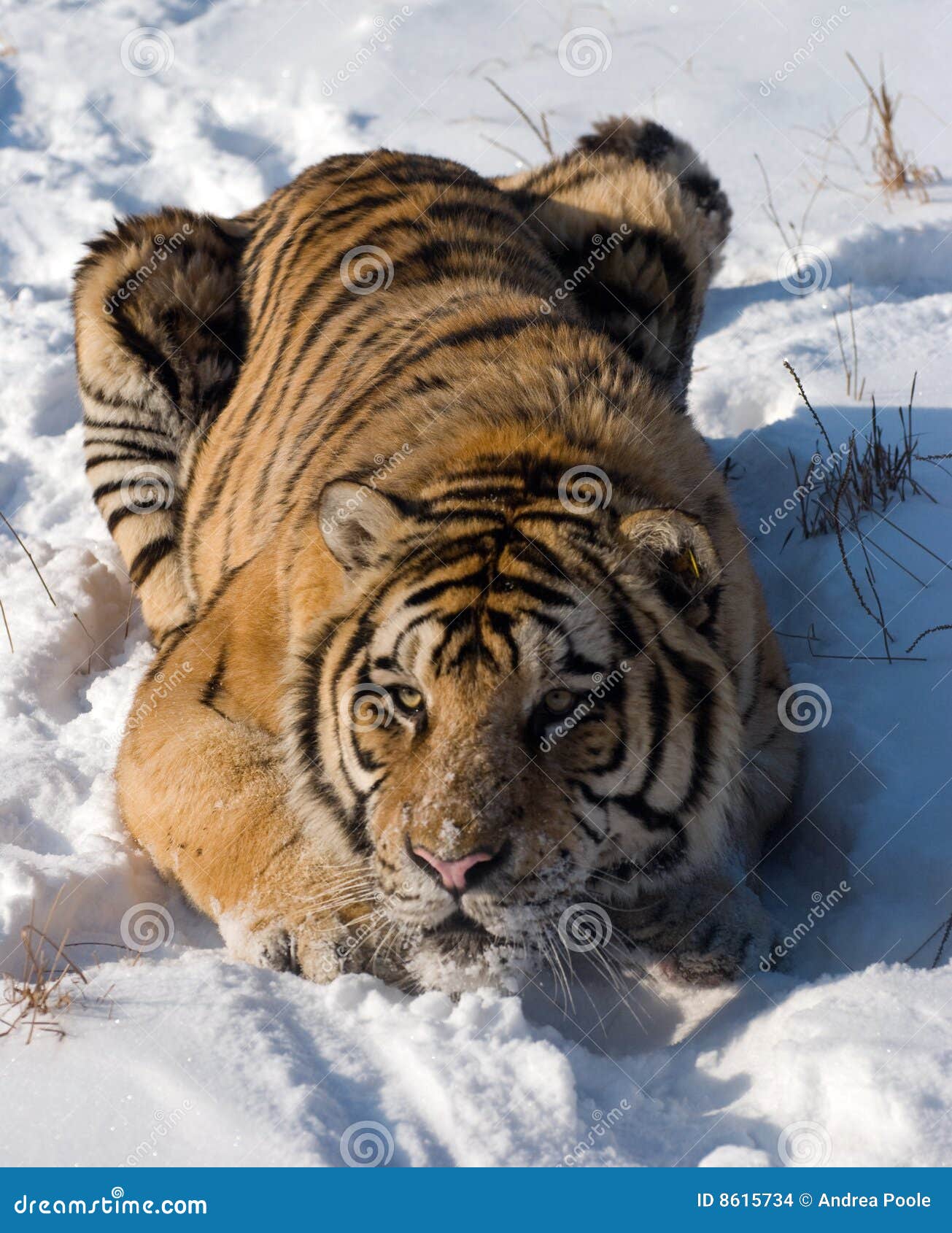 Siberian Tiger Crouching stock photo. Image of protected - 8615734
